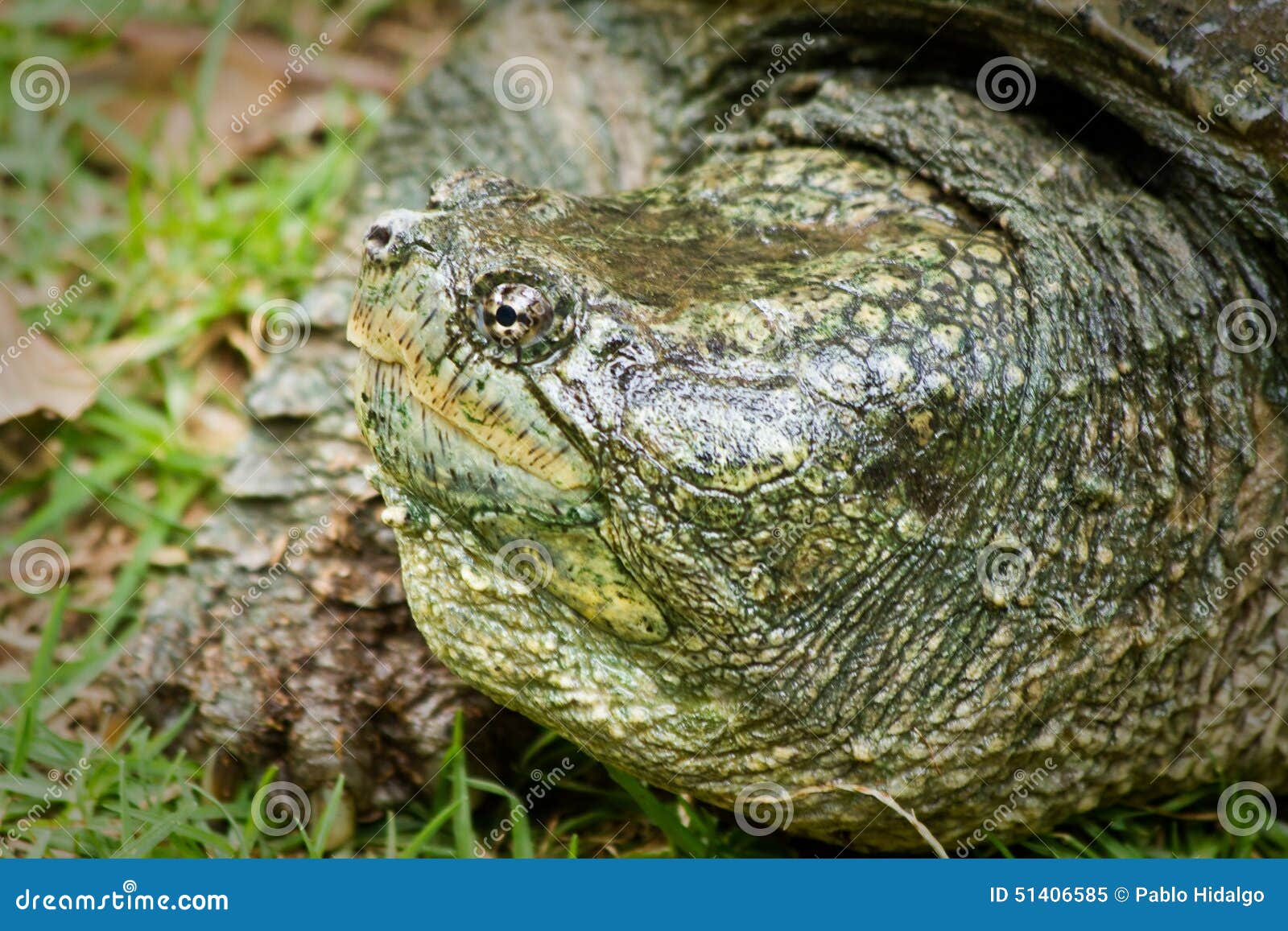 Closeup Portrait of Turtle S Face in the Jungle Stock Image - Image of ...