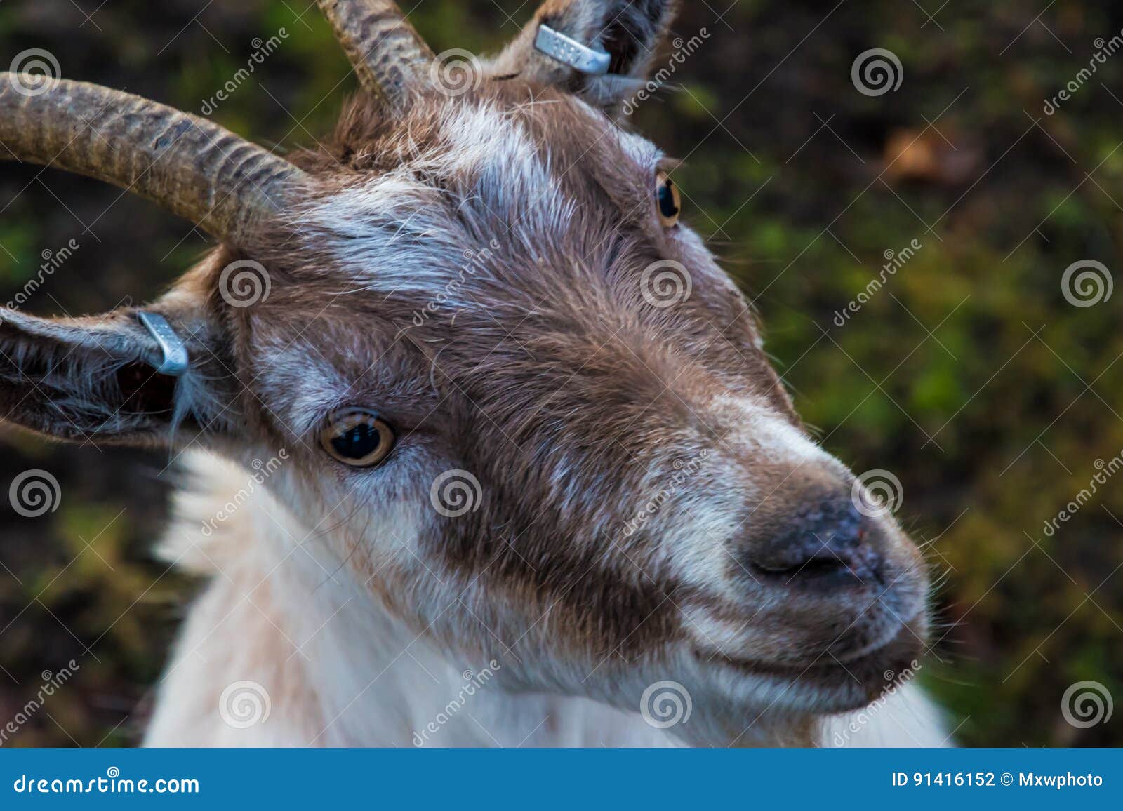 Closeup Portrait of White and Brown Goat with Fluffy Fur Stock Photo ...