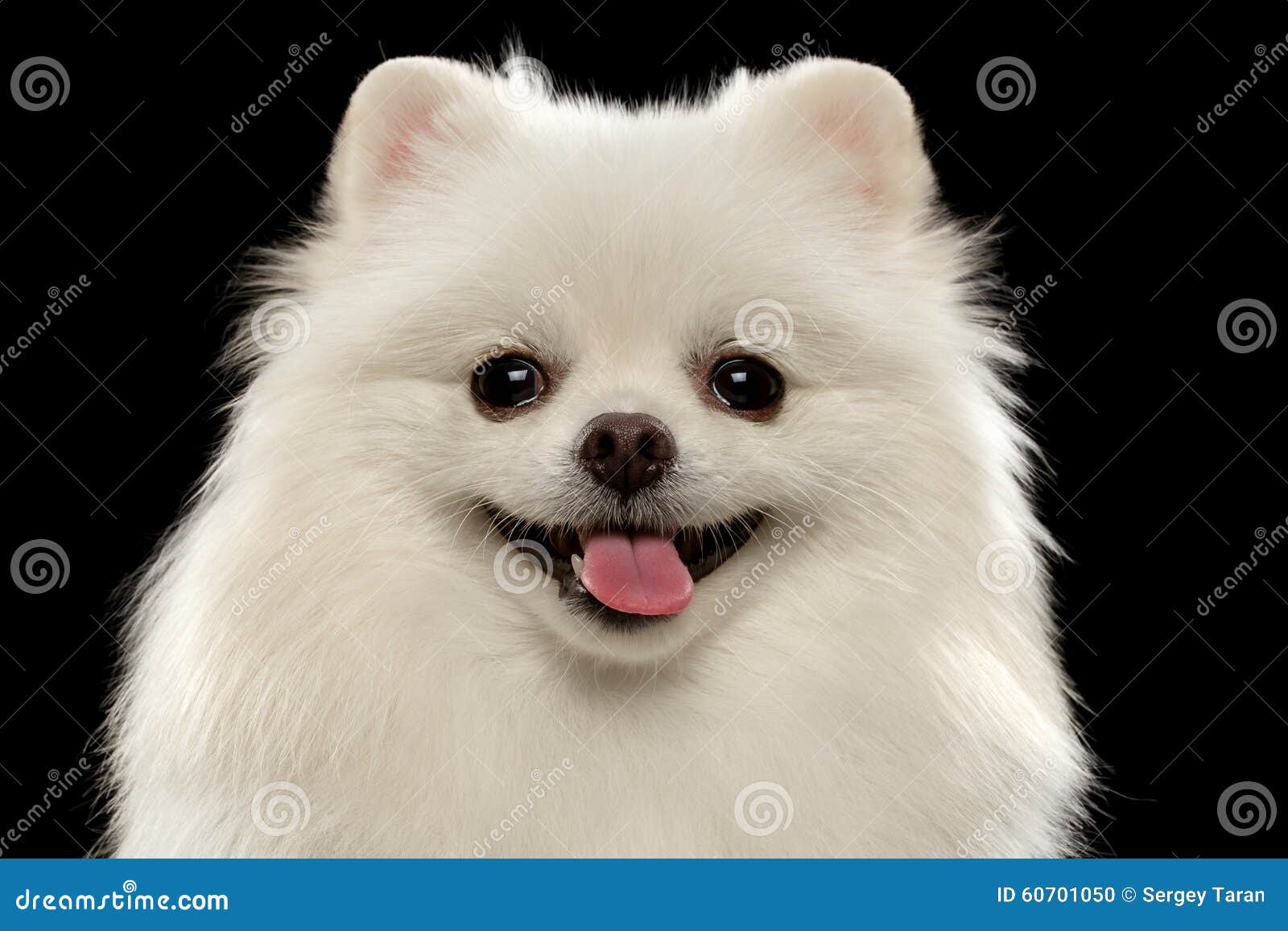 Closeup Portrait of White Spitz Dog on Black Stock Photo - Image of ...