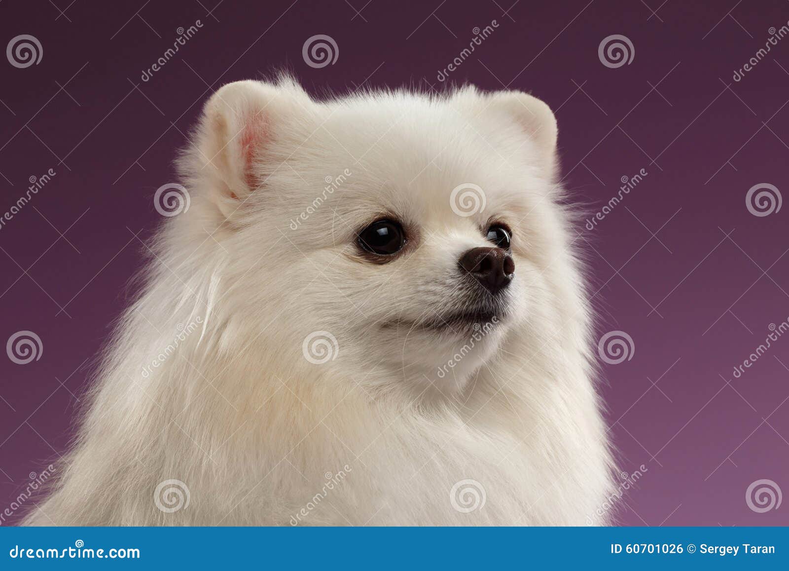 Closeup Portrait of White Spitz Dog on Colored Background Stock Photo ...