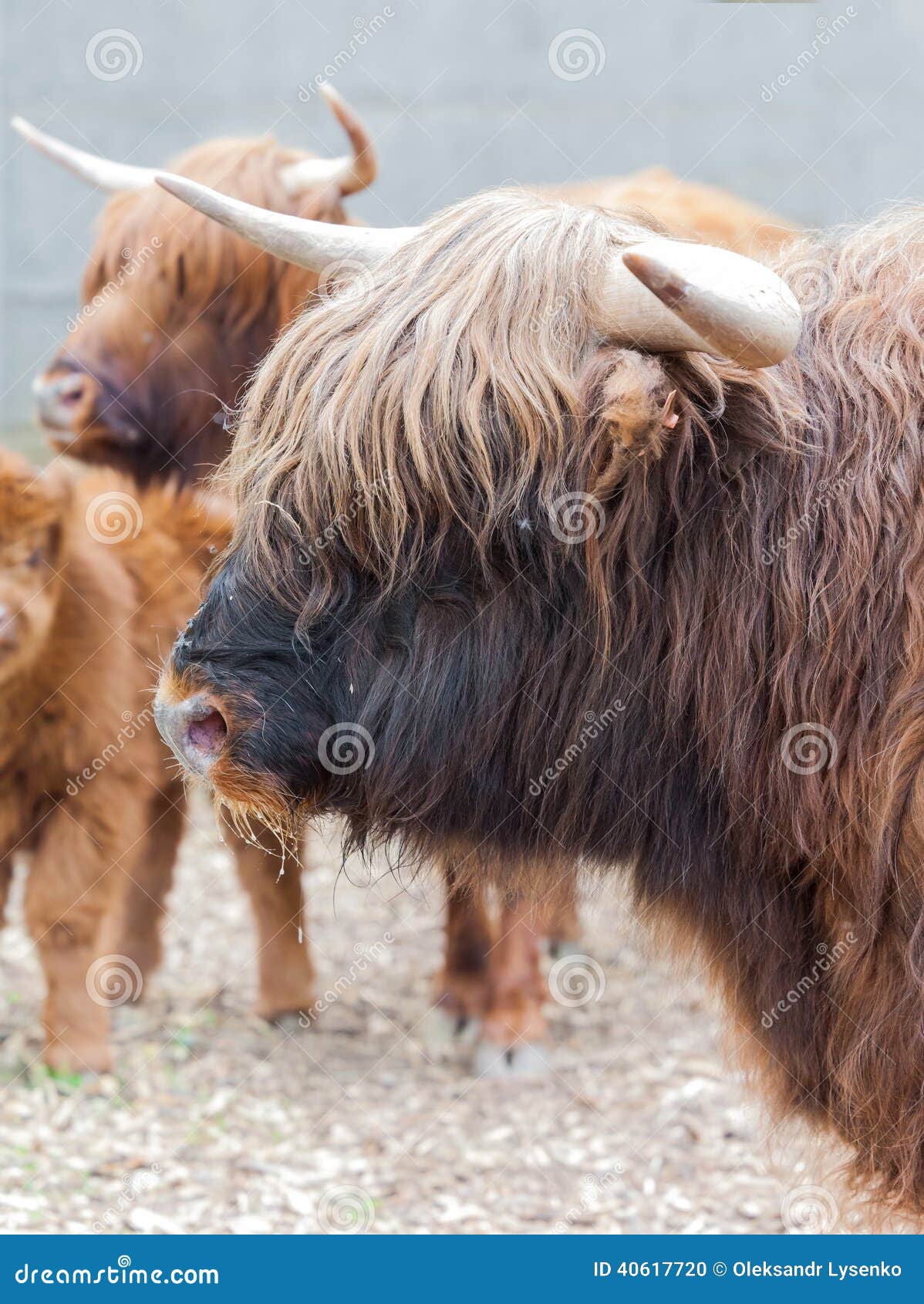 Closeup portrait of a yak stock photo. Image of background - 40617720