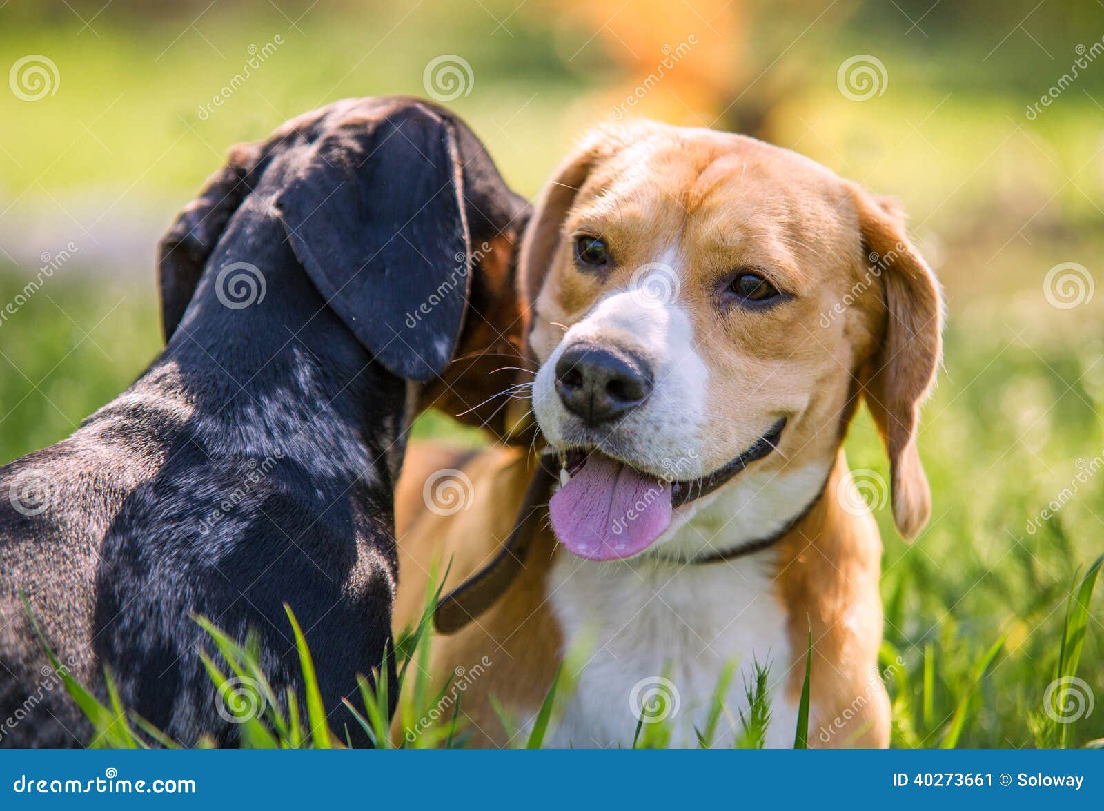 Closeup Portraits Two Playing Dogs in Green Grass Stock Image - Image ...