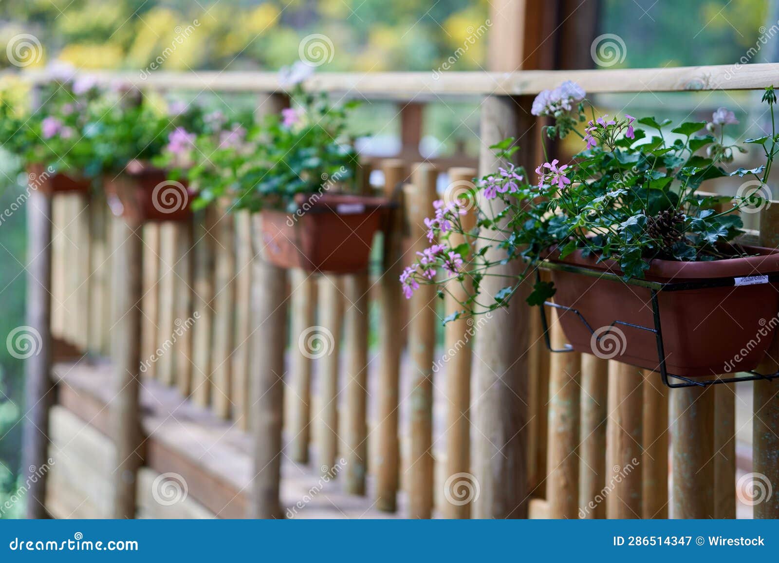 Closeup of Potted Flowers on a Balcony Railing Stock Image - Image of ...
