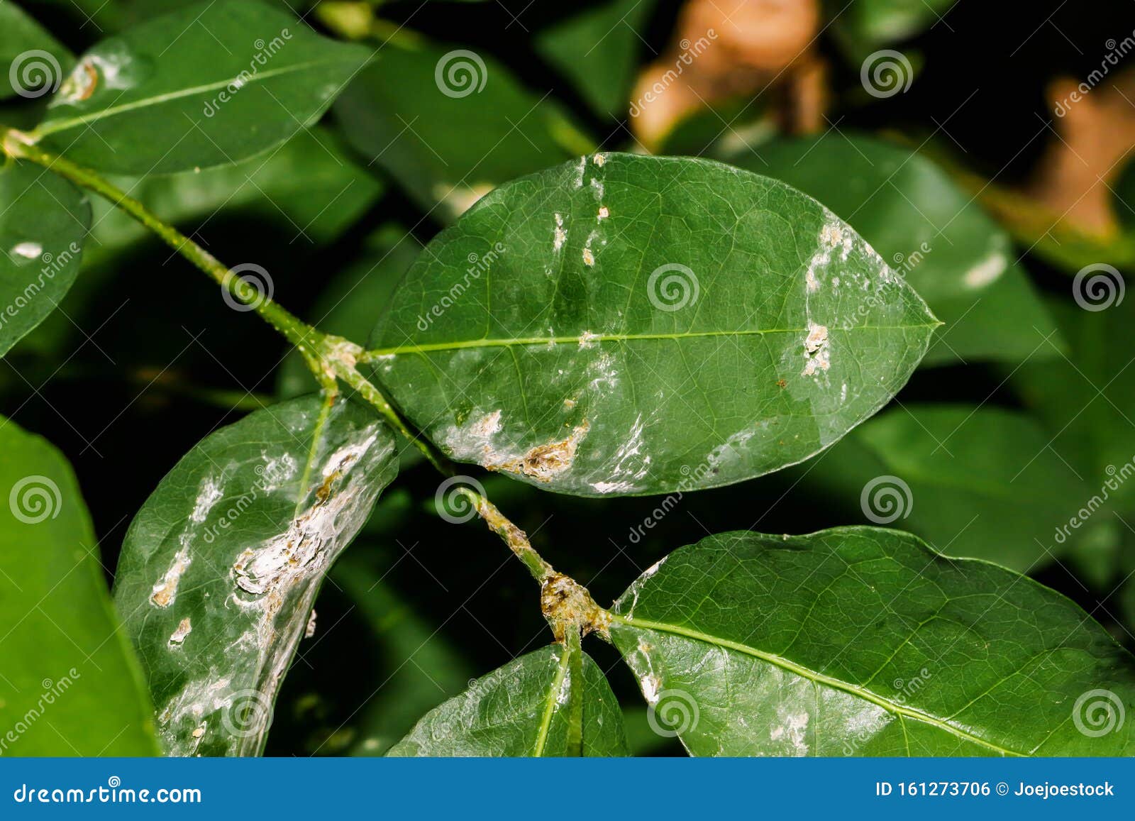 Closeup of Powdery Mildew, Leaf Fungus Disease Stock Photo - Image of ...