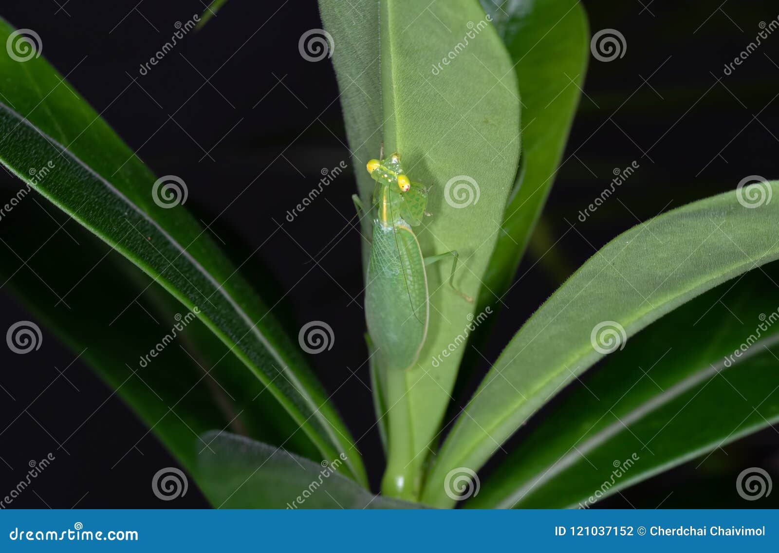 Praying Mantis Camouflage on Back of Green Leaf Stock Photo - Image of ...