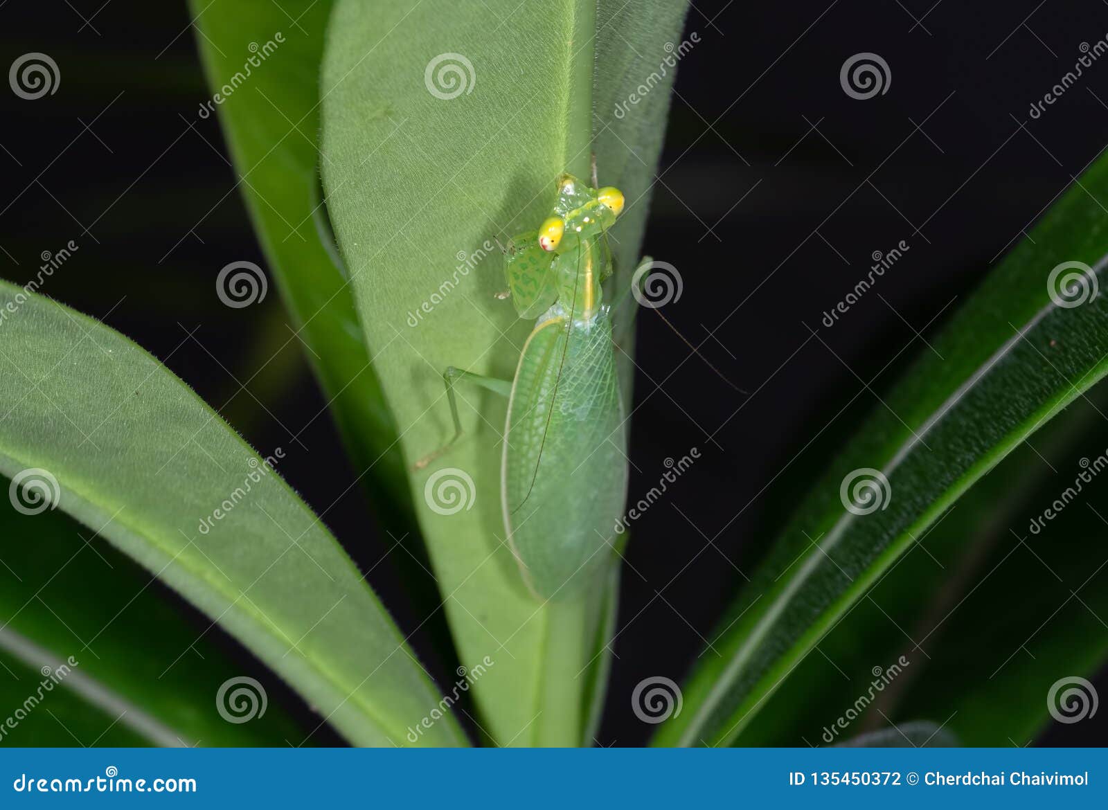 Praying Mantis Camouflage on Back of Green Leaf Stock Photo - Image of ...