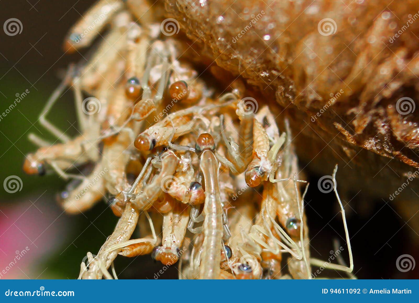 Closeup of Praying Mantis Nymphs Hatching from an Egg Case Stock Photo ...