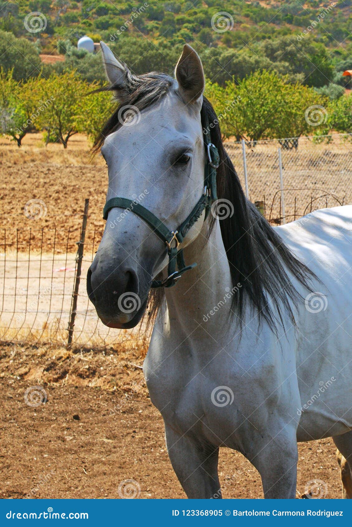 Closeup of Precious White Mare Stock Image - Image of hill, horse ...