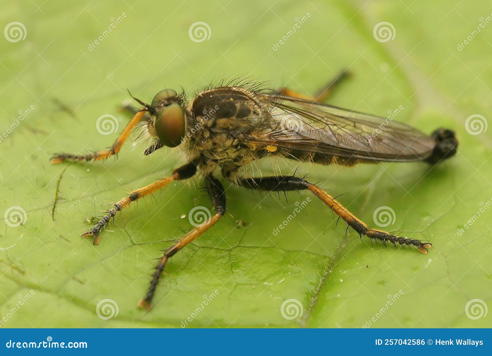 Closeup on a Predator Common Awl Robberfly Neoitamus Cyanurus Stock ...