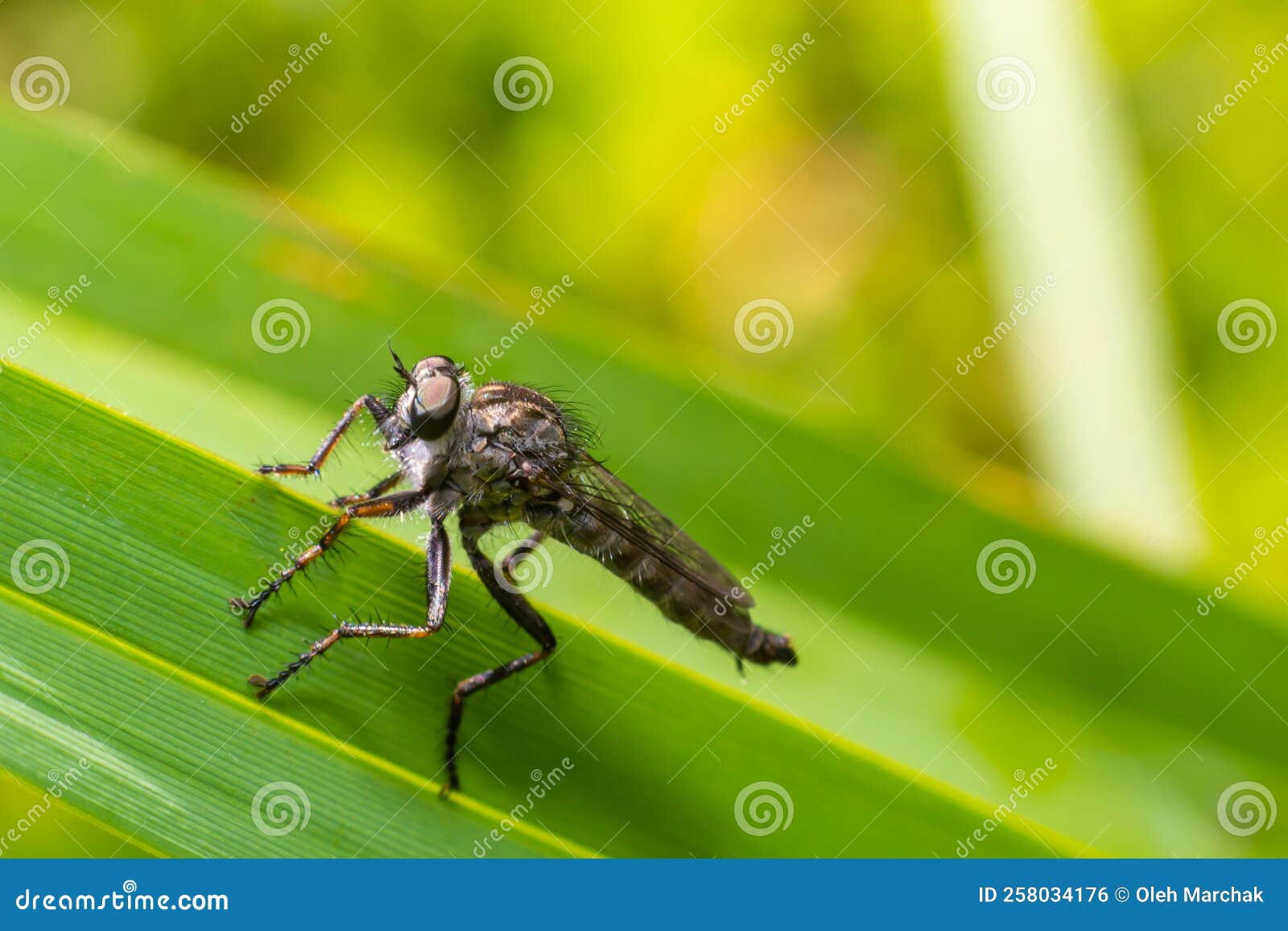 Closeup on a Predator Common Awl Robberfly Neoitamus Cyanurus Sitting ...