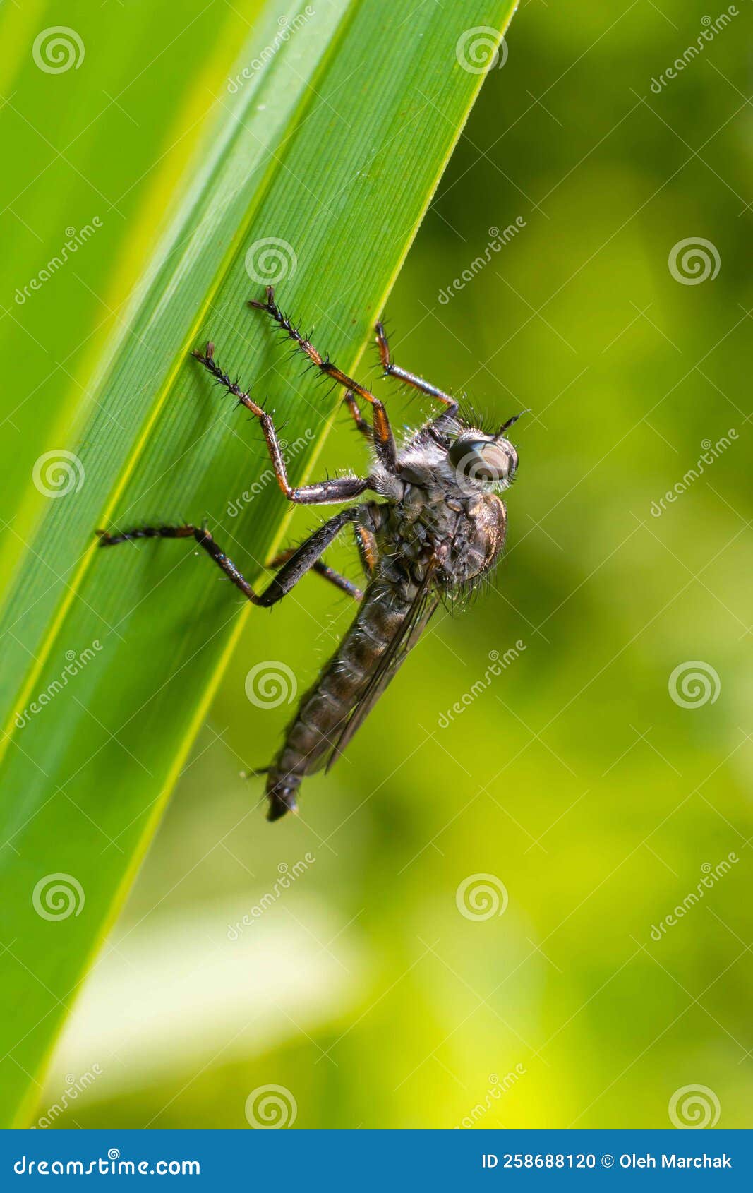 Closeup on a Predator Common Awl Robberfly Neoitamus Cyanurus Sitting ...