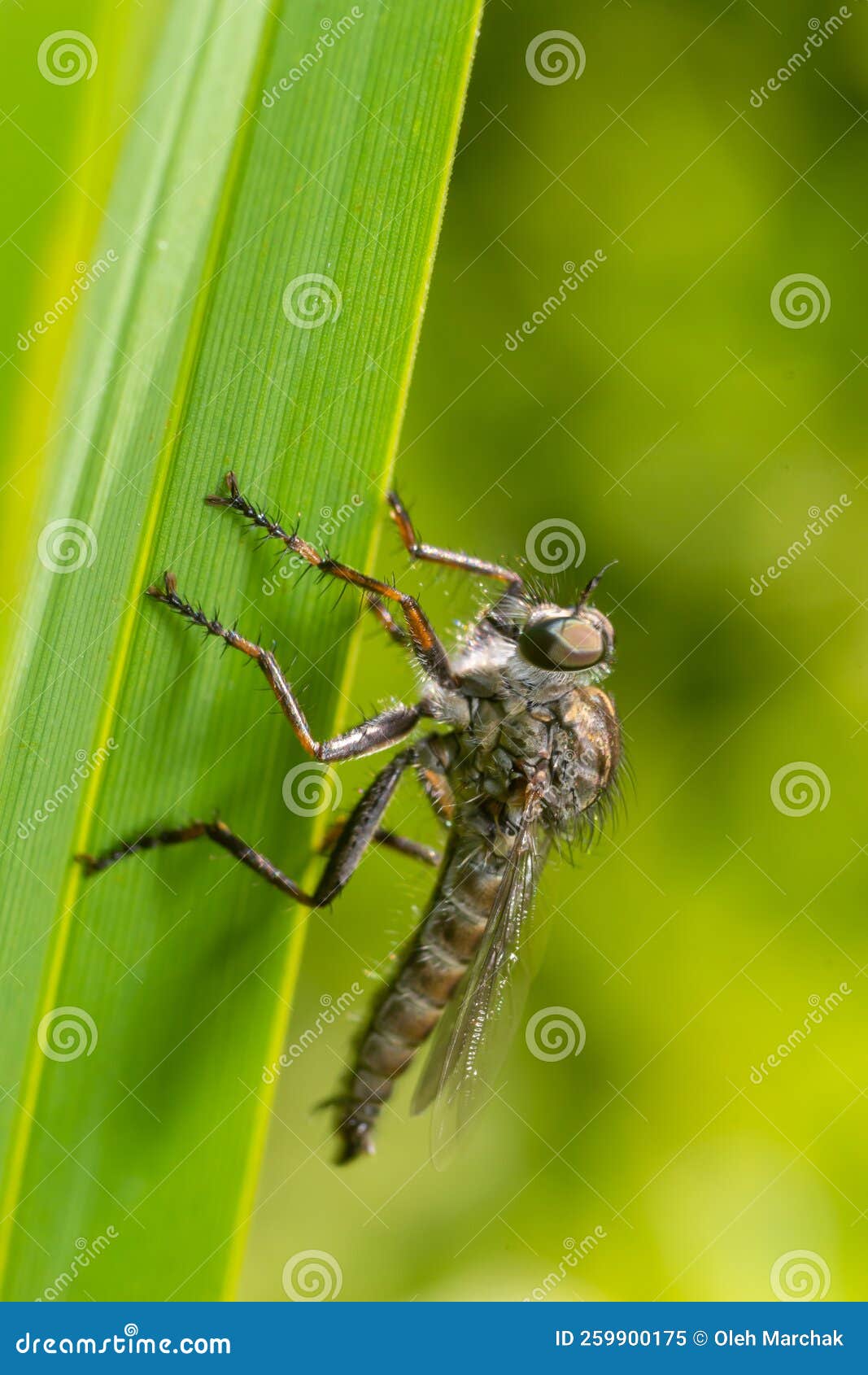 Closeup on a Predator Common Awl Robberfly Neoitamus Cyanurus Sitting ...