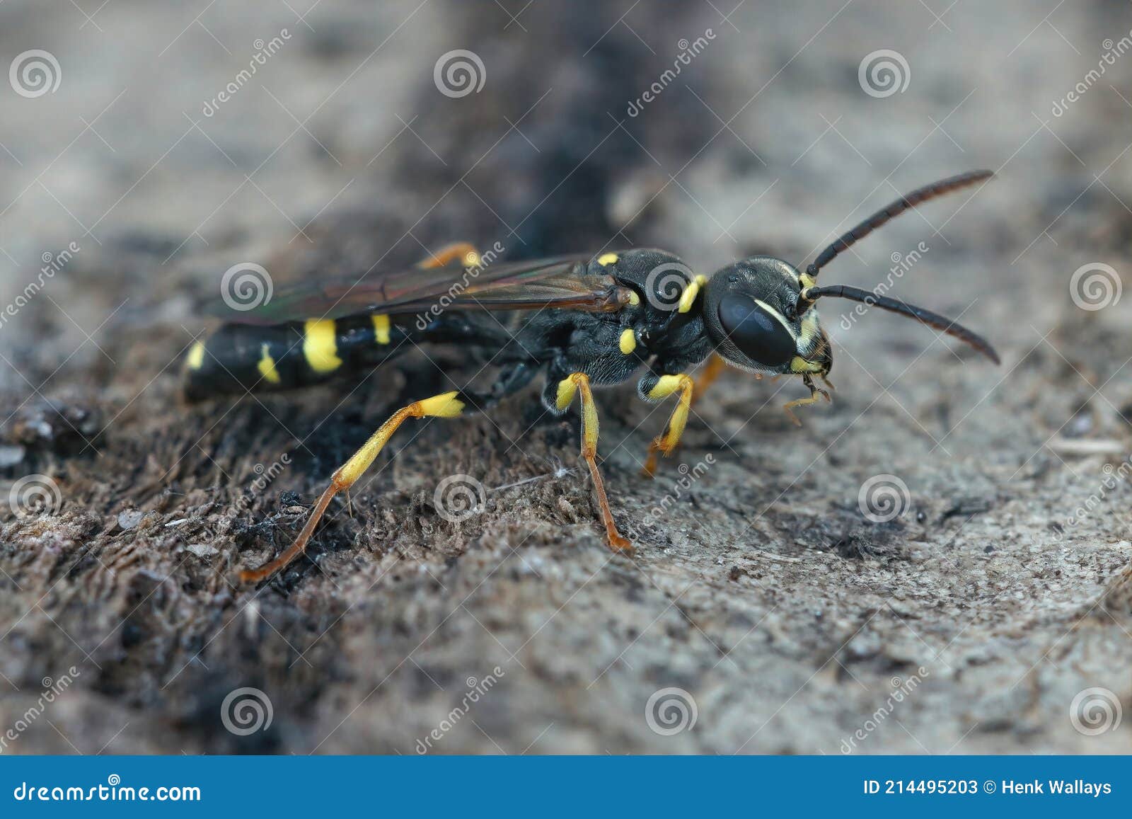 Closeup of the a Predator on Flies, this is the Field Digger Wasp ...