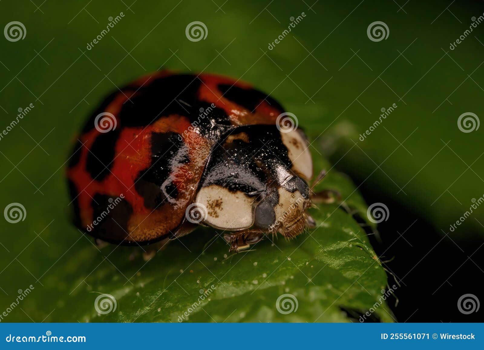 Closeup of a Pretty Ladybug Standing on a Green Leaf Stock Image ...