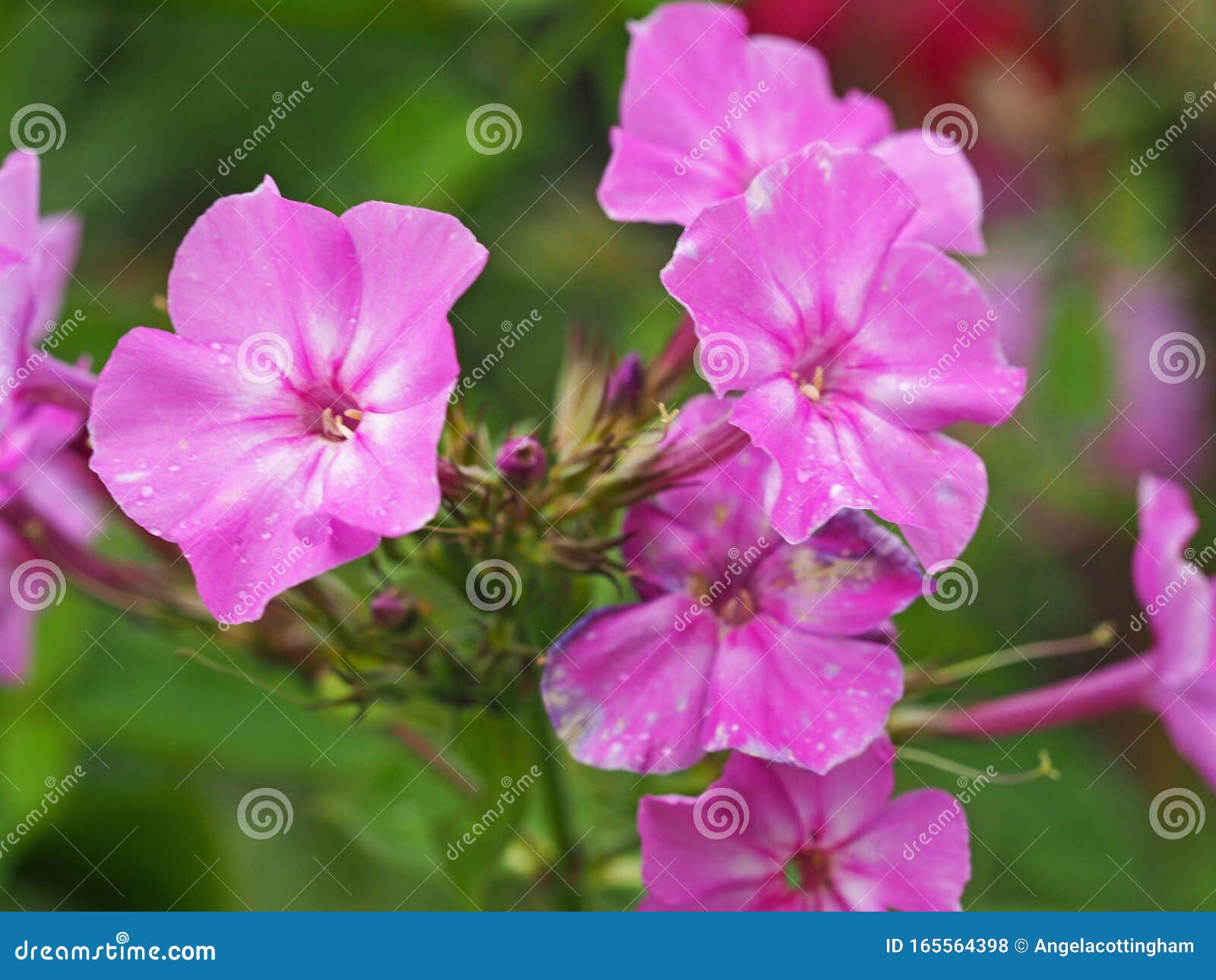 Bright Pink Pelargonium Geranium Flowers and Buds Stock Photo - Image ...