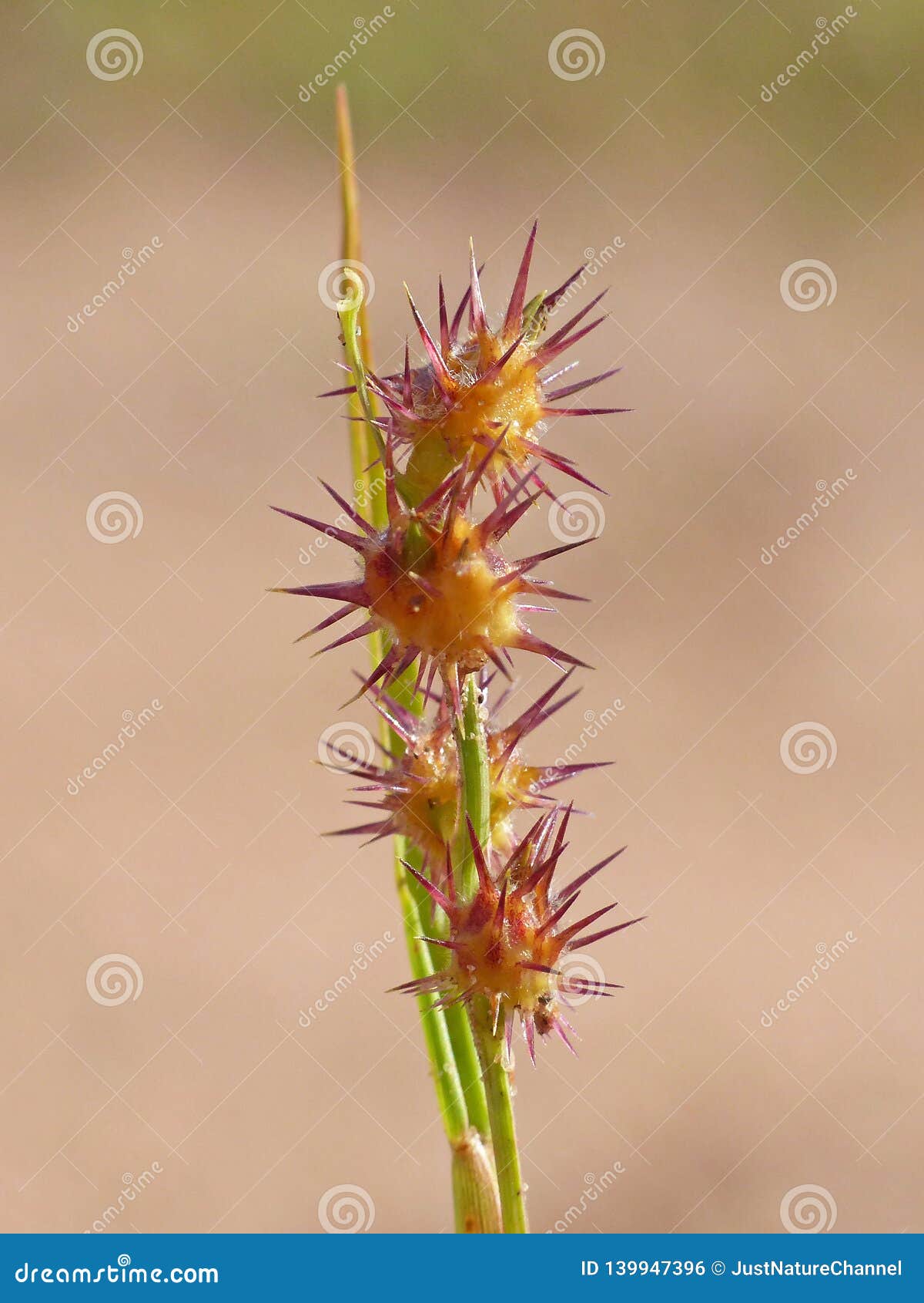 Pricker Plant 2 stock photo. Image of nature, green - 139947396