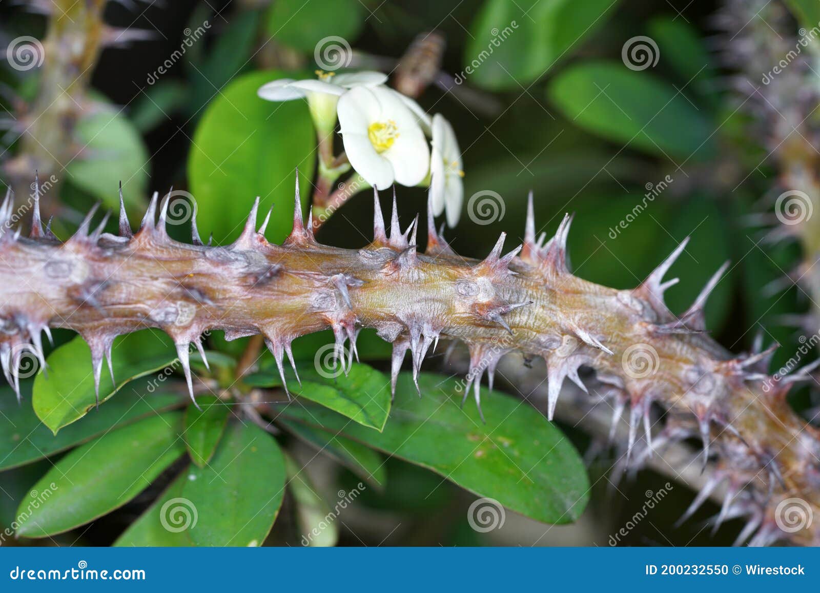 7,937 Prickly Stem Photos - Free & Royalty-Free Stock Photos from ...