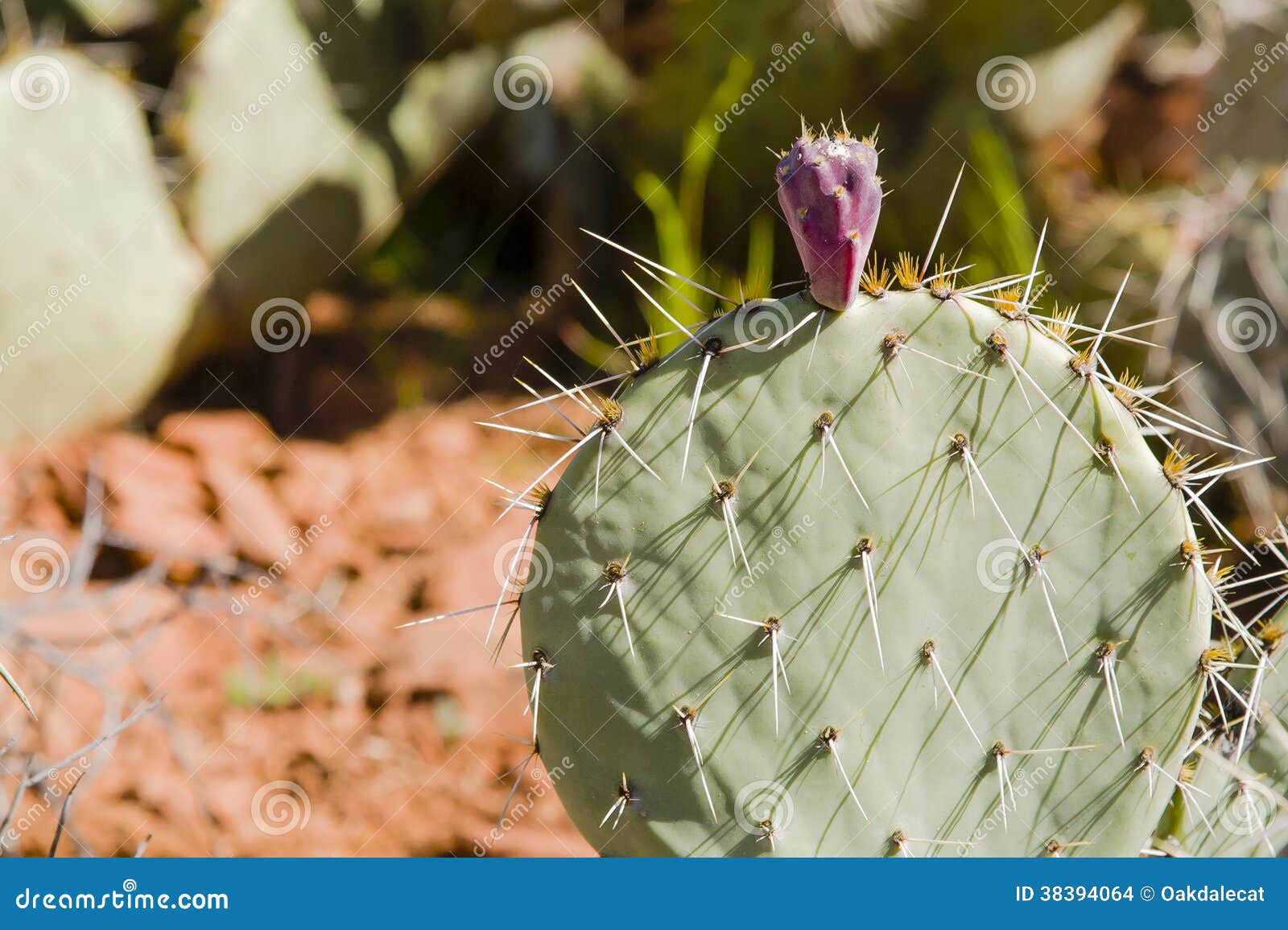 Closeup Prickly Pear Cactus Pink Flower Bud Stock Photo - Image of ...