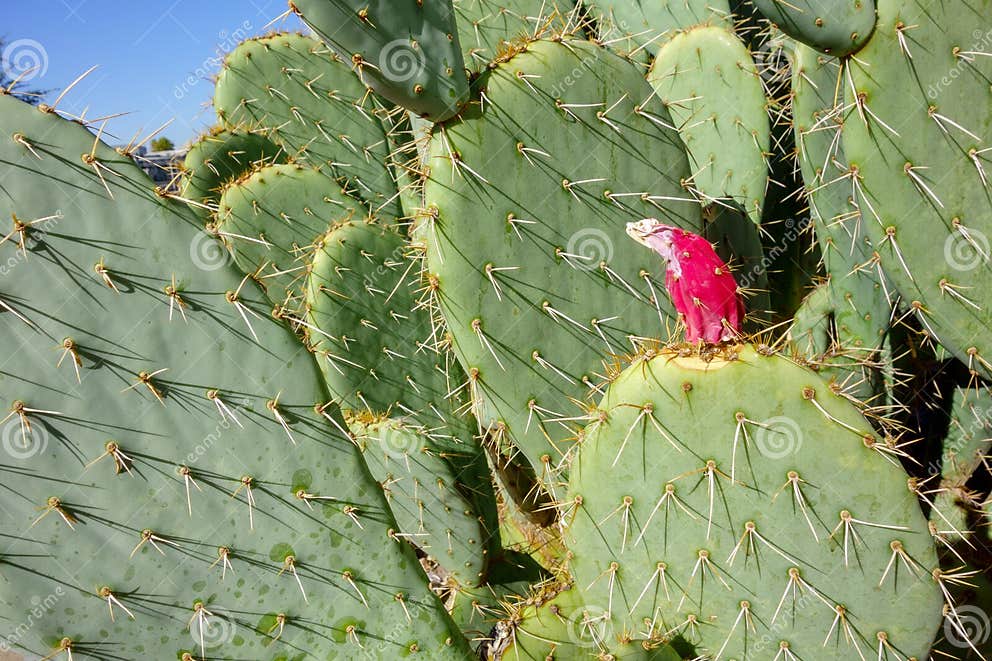 Closeup of Prickly Pear Pads with Red Fruit Stock Photo - Image of ...