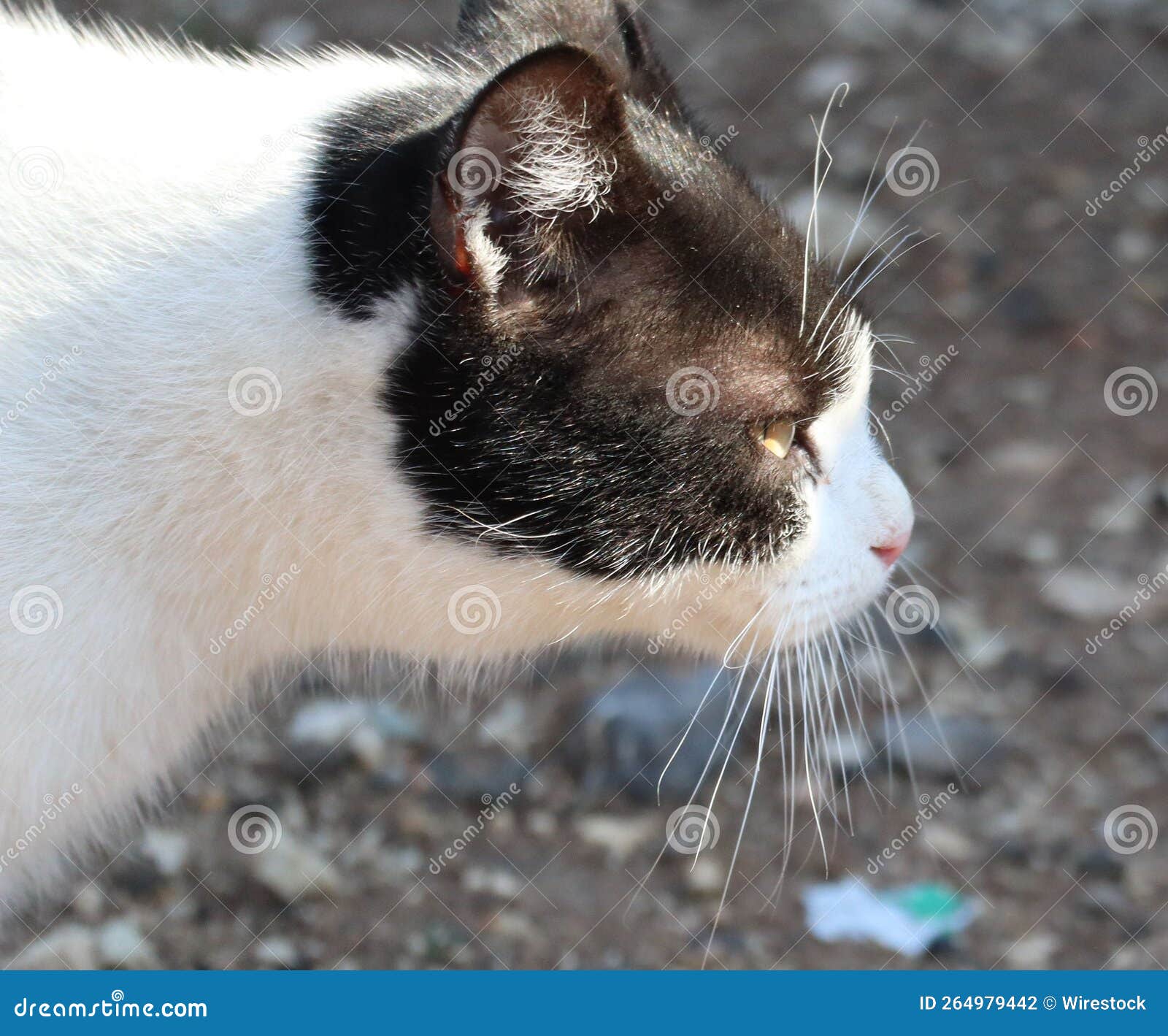 Closeup Profile of an Angry Cat Stock Photo - Image of carnivorous ...