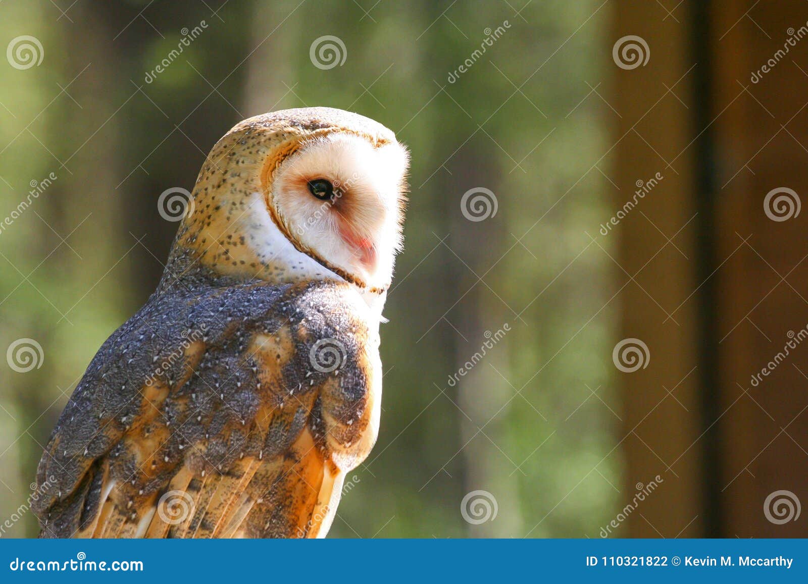 Closeup of a Barn Owl stock photo. Image of macro, hoot - 110321822