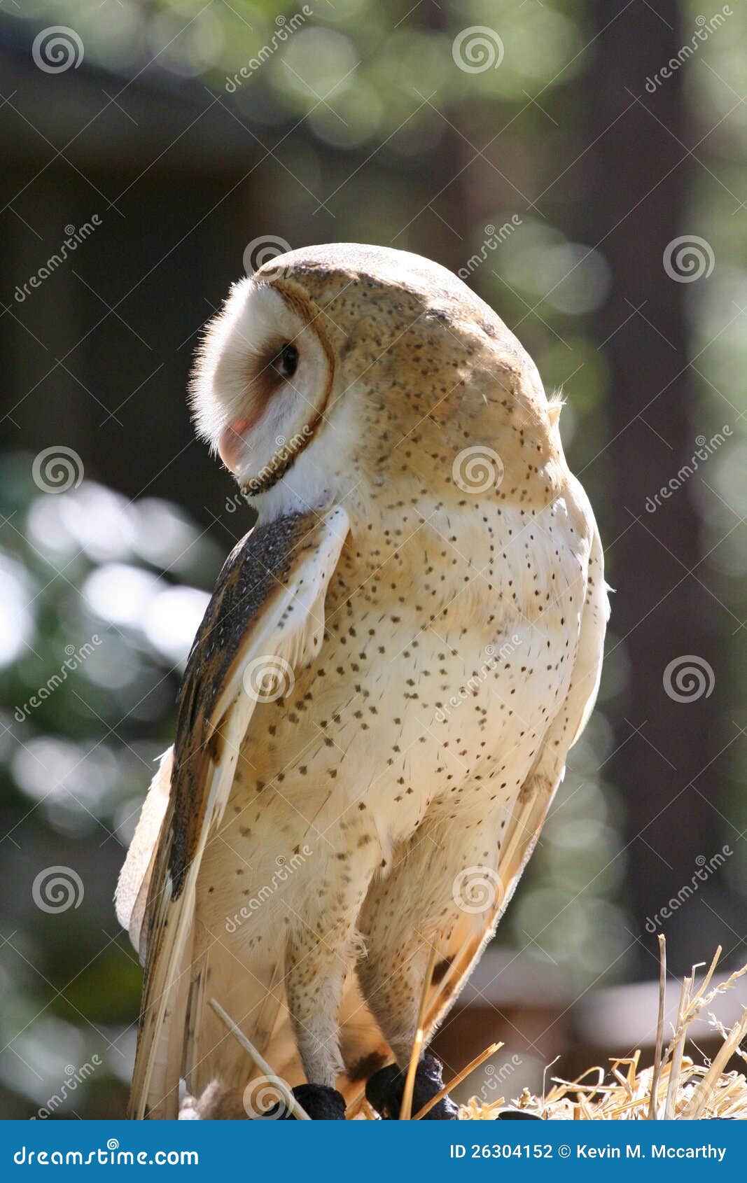 Closeup Profile of a Barn Owl Raptor Stock Photo - Image of face ...
