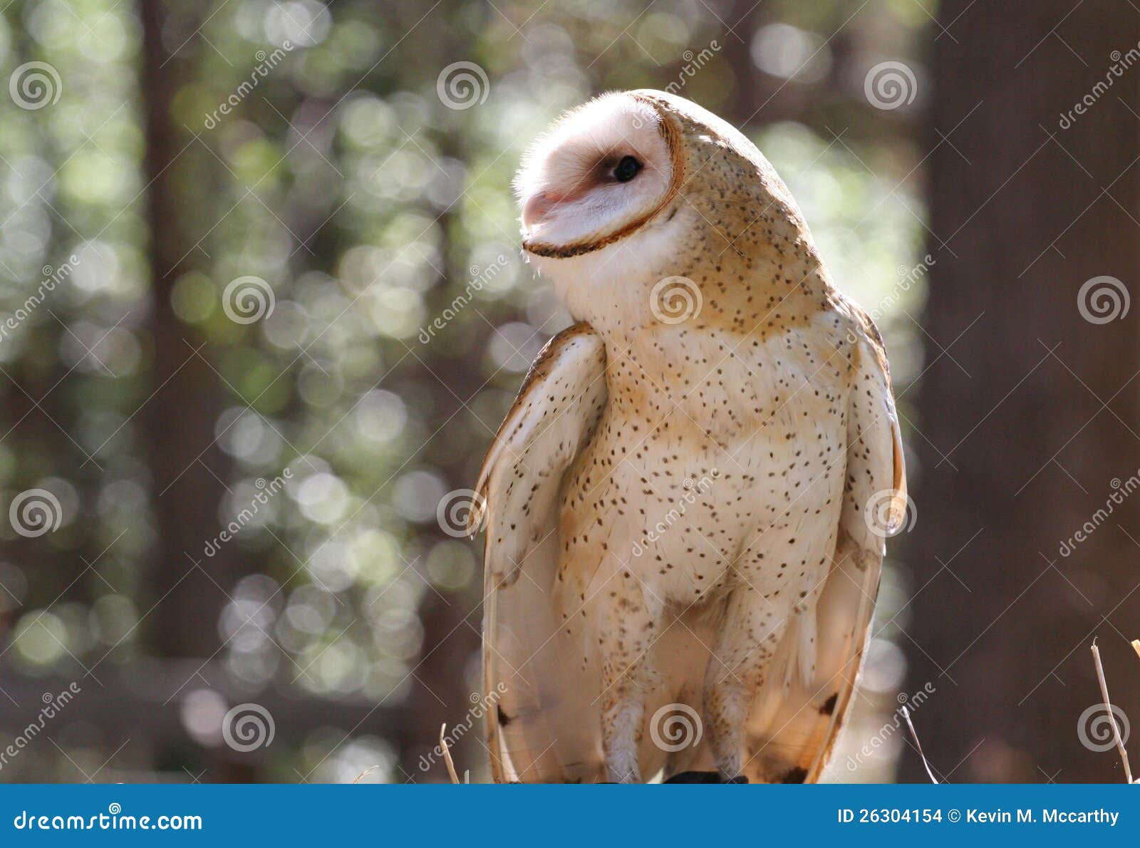 Closeup Profile of a Barn Owl Raptor Stock Photo - Image of nature ...
