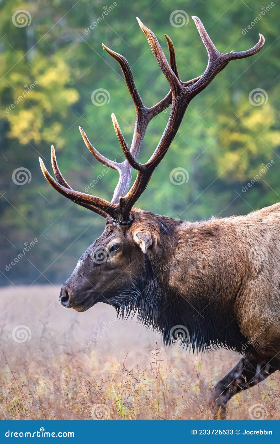 Closeup Profile of Huge Male Elk Facing Left Stock Image - Image of ...