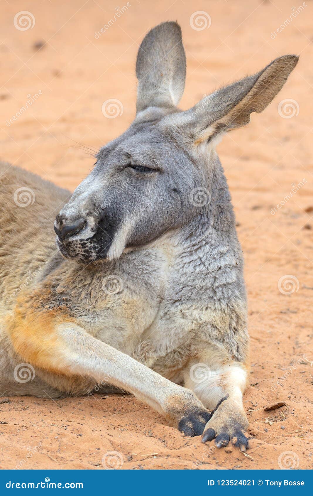 Profile Kangaroo Stock Photos - Royalty Free Images