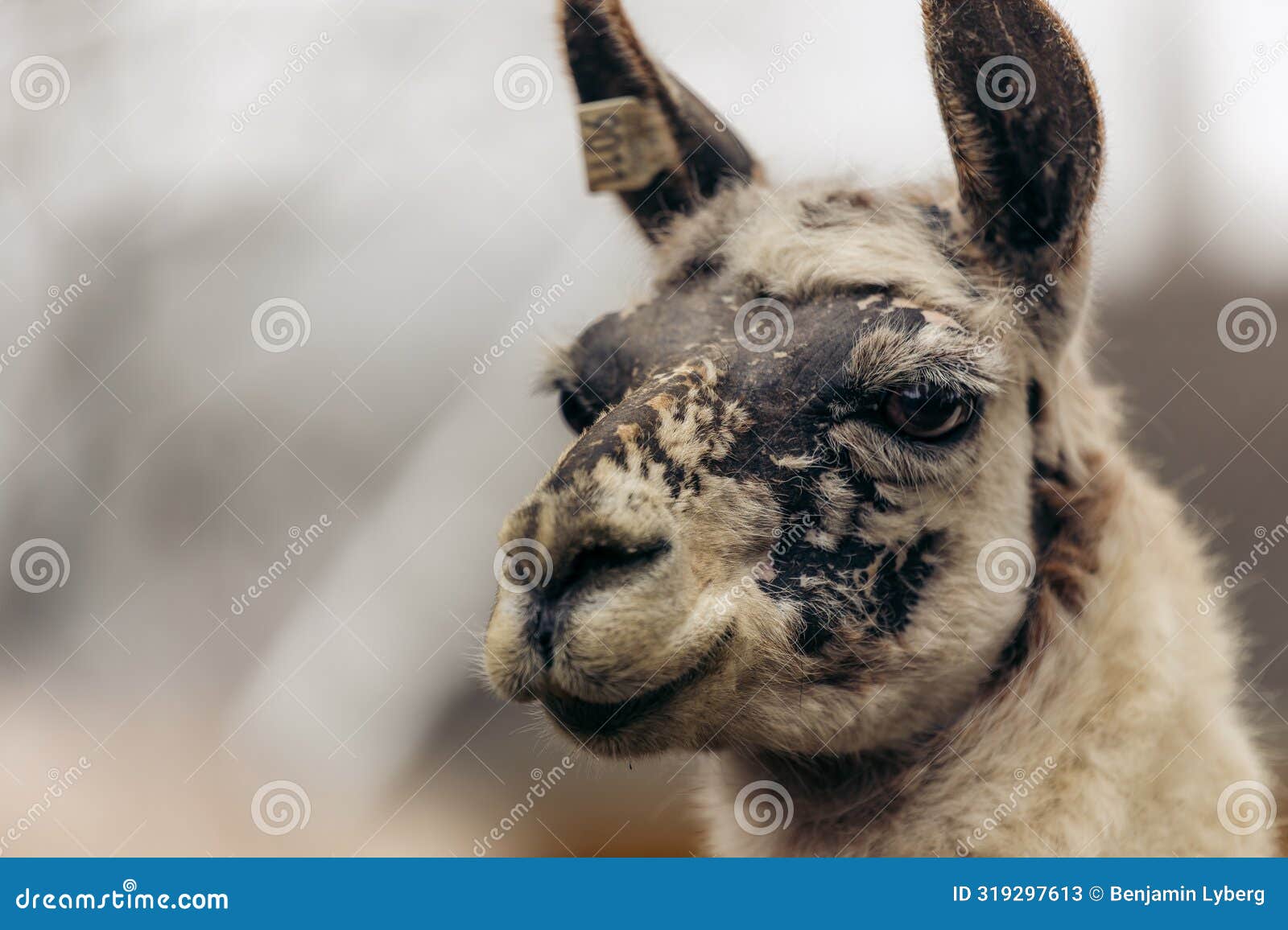 Lama In Front Of A Mountain, Dolomites, Southtyrol, Italy Royalty-Free ...