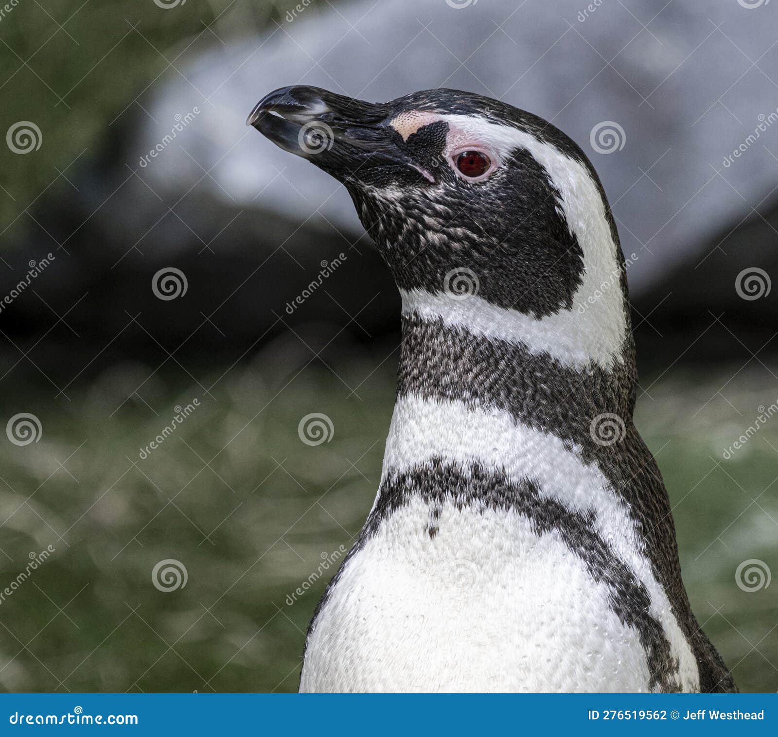 Closeup Profile of a Penguin Showing Red Eye Stock Photo - Image of ...