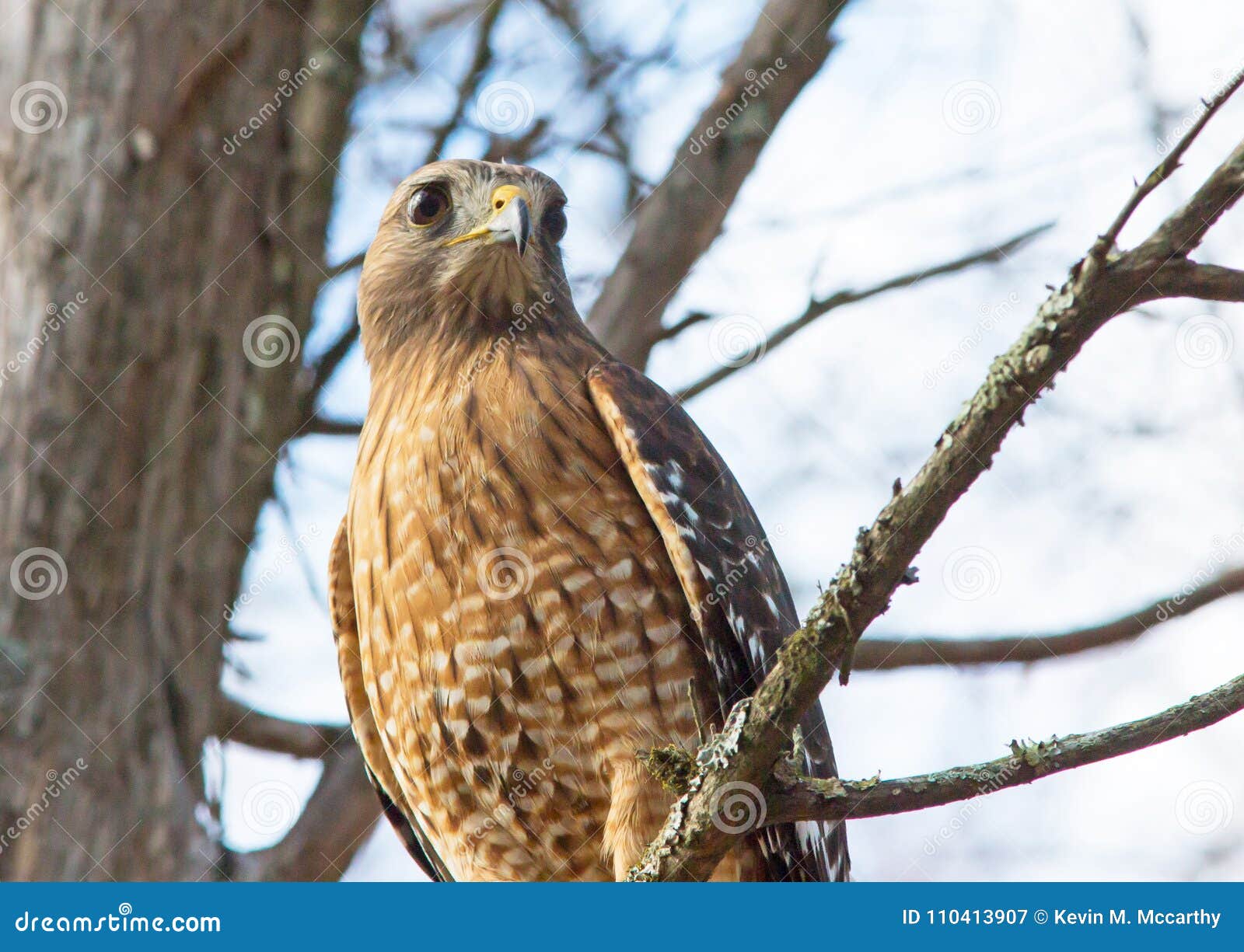 Red-Shouldered Hawk Closeup Stock Image - Image of falconry, shoulder ...