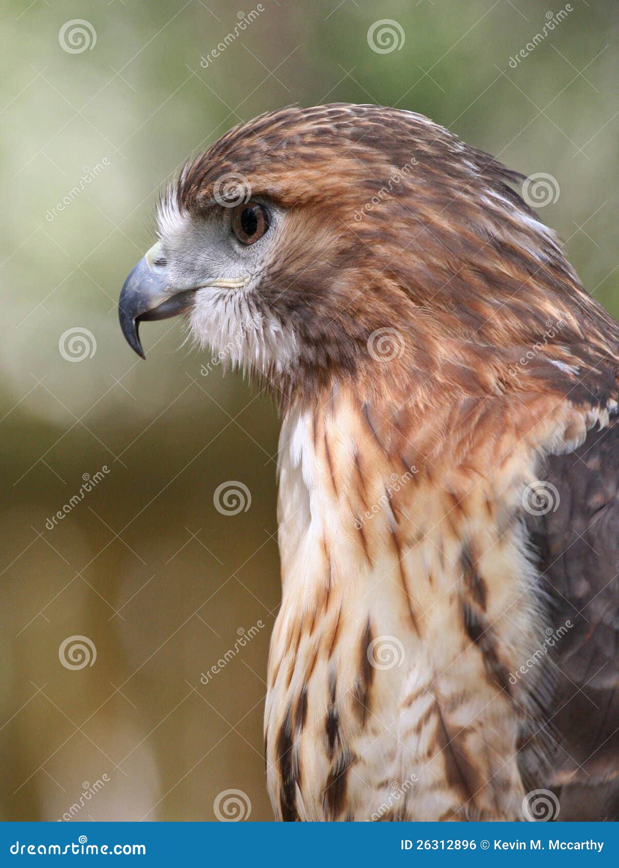 Closeup Profile of Red Tailed Hawk Raptor Stock Photo - Image of tailed ...