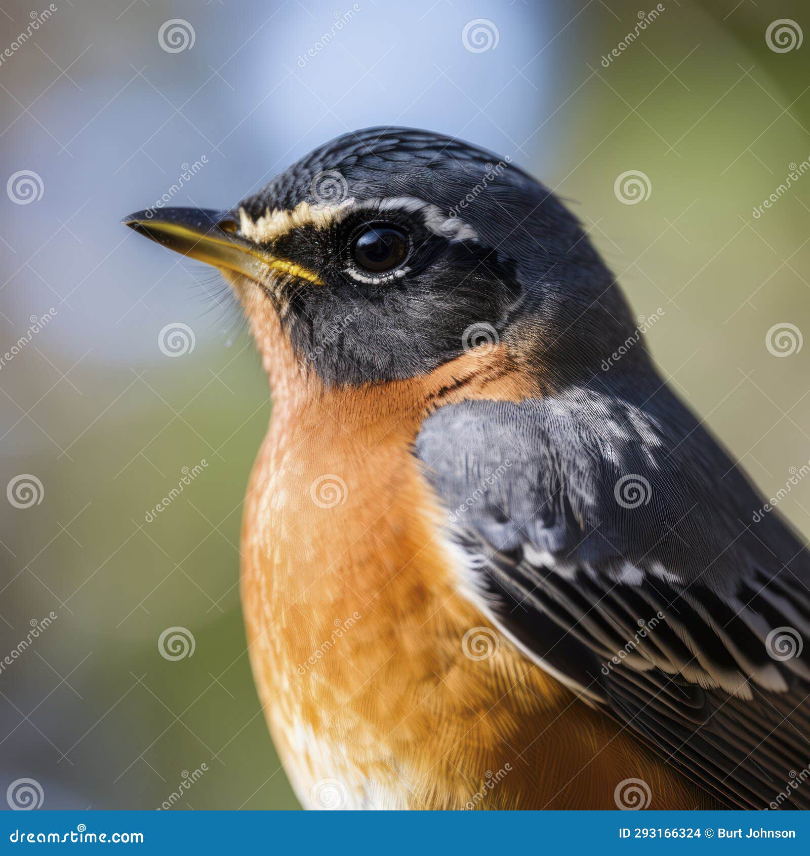 Closeup Profile Robin Bird Head Stock Photo - Image of background ...