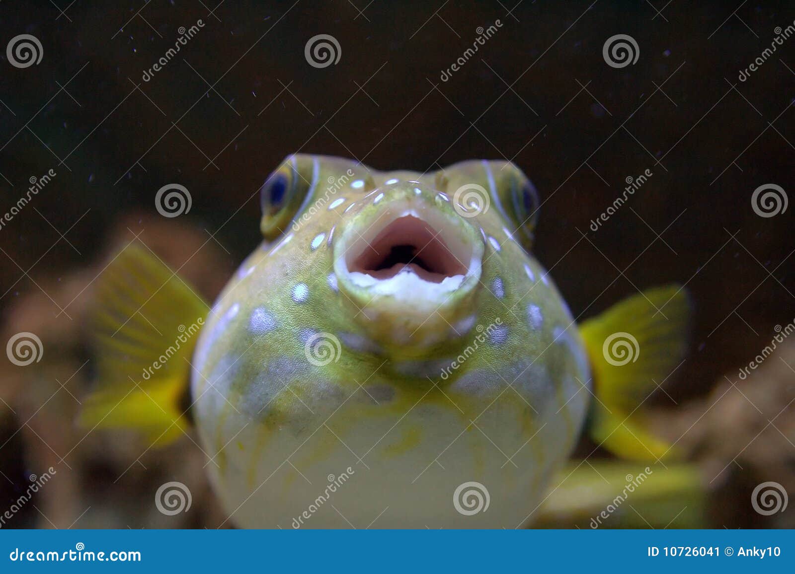 CloseUp of a Puffer Fish stock image. Image of spots - 10726041