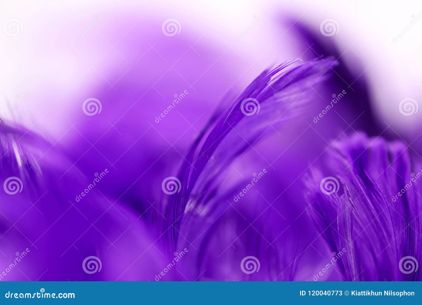 Closeup Purple Feather ,Multicolored Feathers ,background Texture ...
