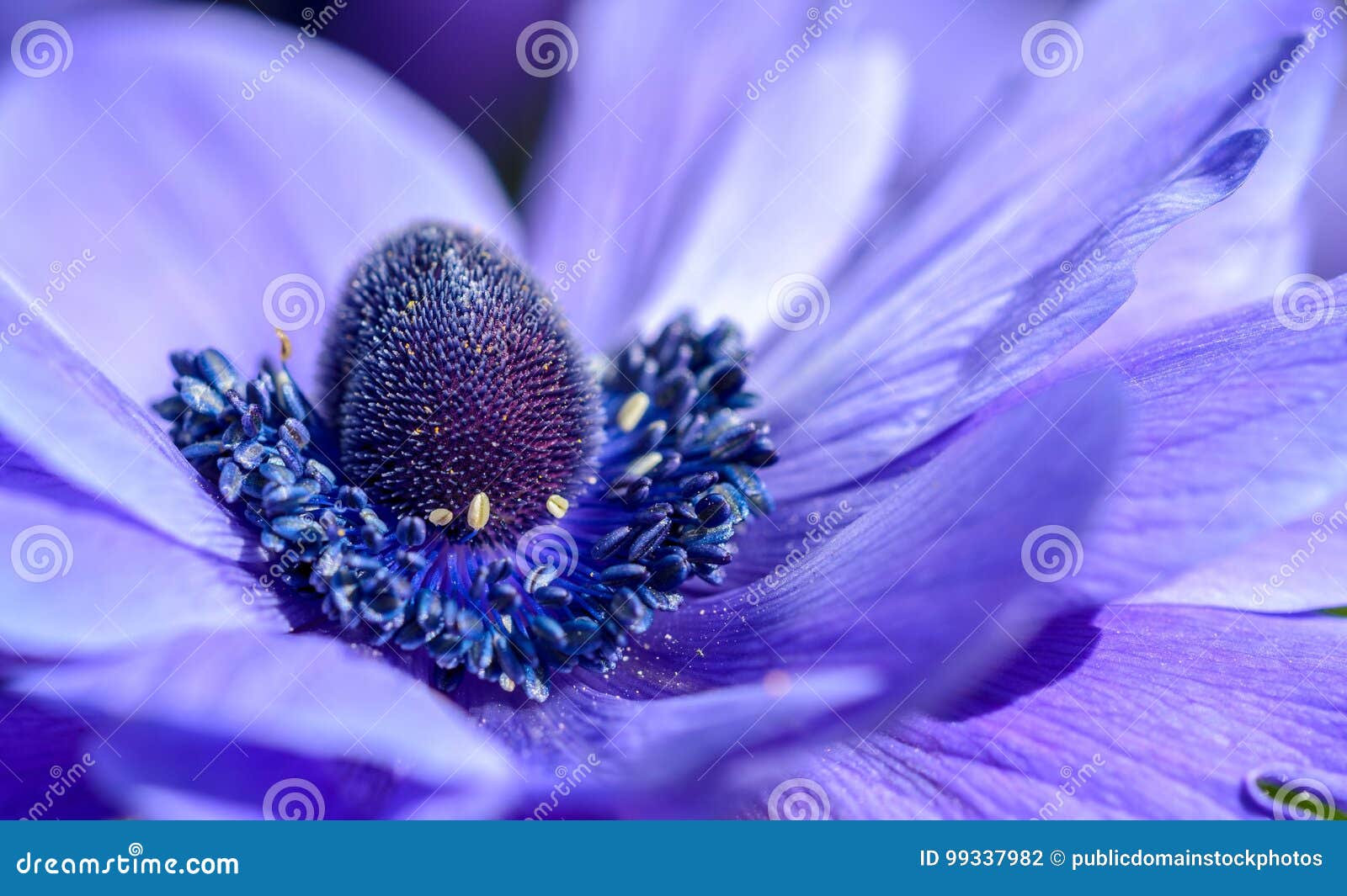Closeup Of Purple Flower Picture. Image: 99337982