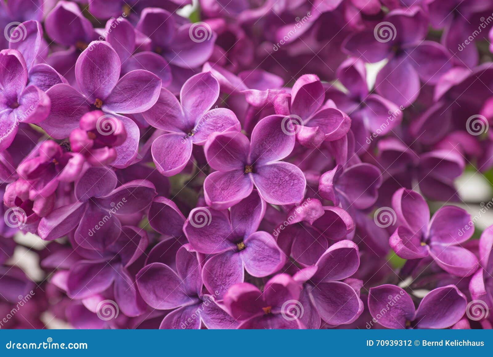 Closeup of Purple Lilac Flower Stock Photo - Image of purple, season ...