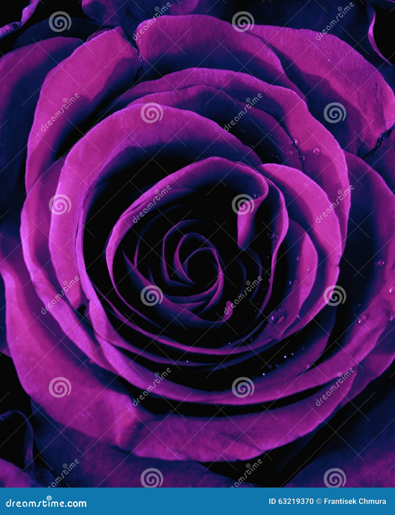 Closeup of a Purple Rose stock photo. Image of beautiful - 63219370