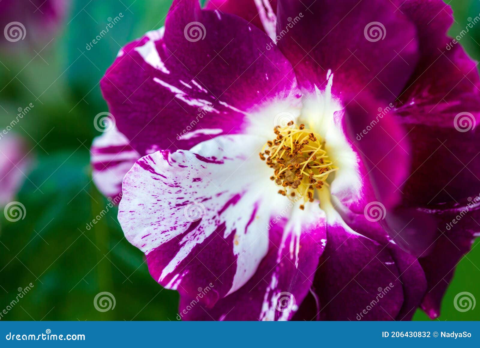 Purple Splash Oh Wow!, Wekspitrib Rose Flower Bred by Tom Carruth Stock ...