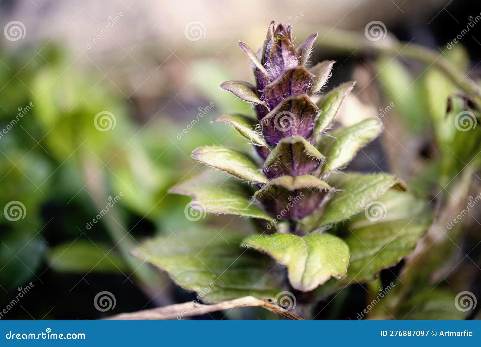 Closeup of Pyramidal Bugle Plants in Violet Purple Color Growing in ...