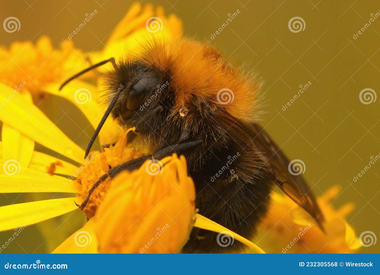 Closeup of a Queen Tree Bumblebee, Bombus Hypnorum Queen Drinking Stock ...