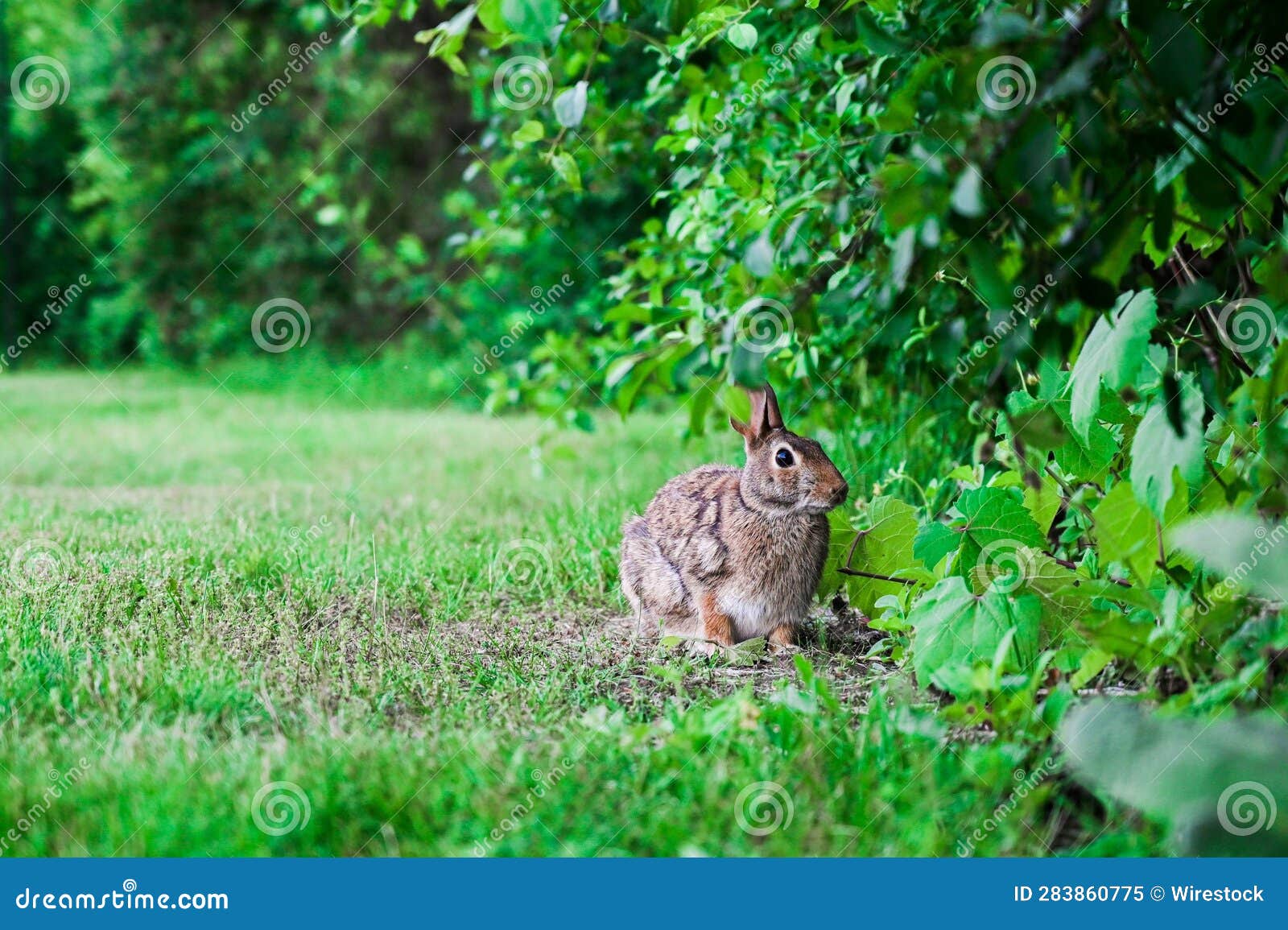 Closeup of a Rabbit in a Field Covered in Greenery in the Daylight ...
