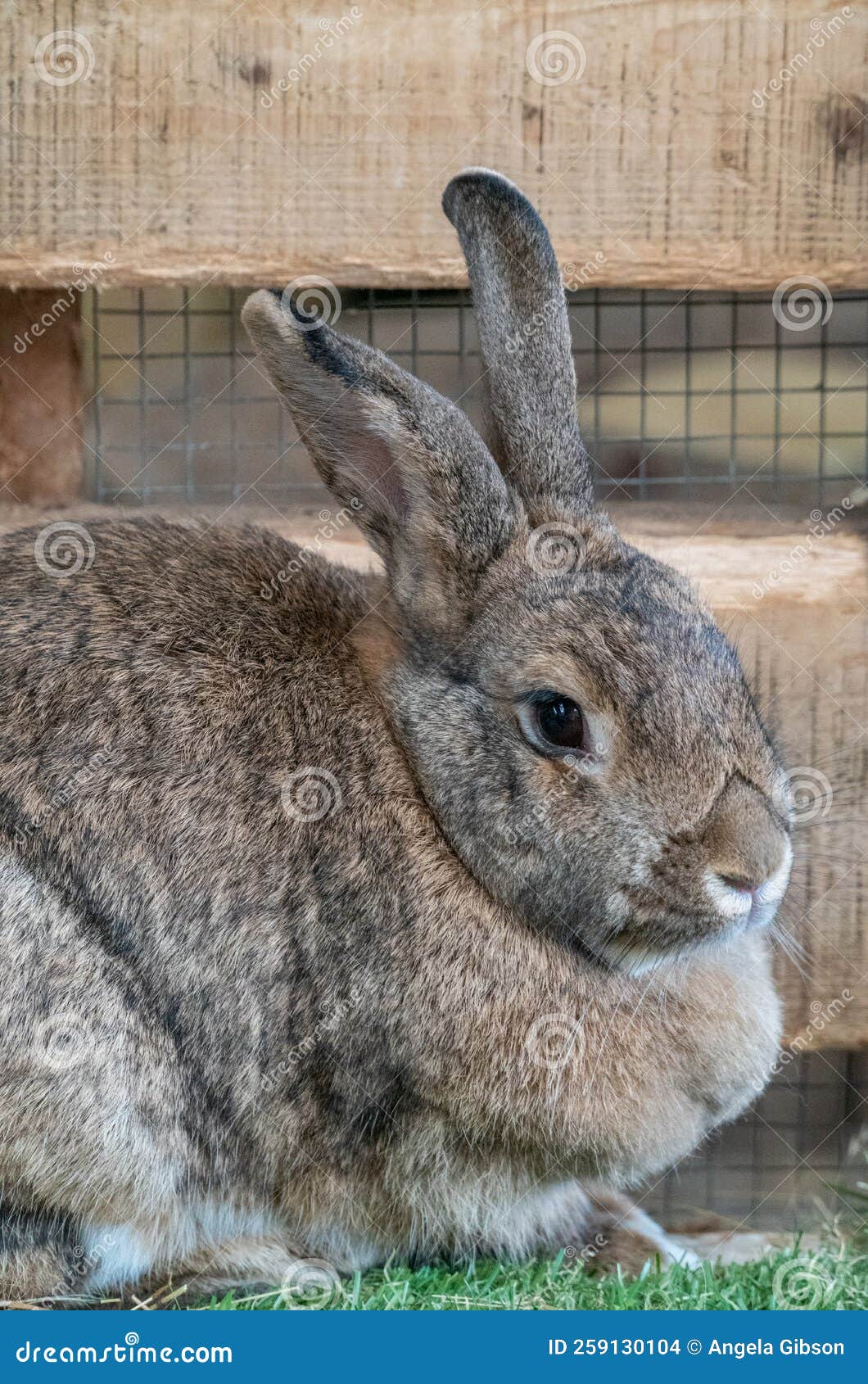 Closeup of Rabbit Sitting in Barn Stock Photo - Image of animal, barn ...