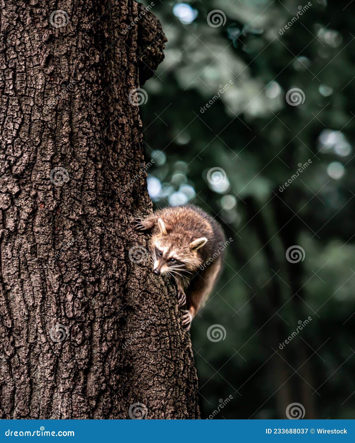 Closeup of Raccoon Climbing a Tree at a Park Stock Image - Image of ...