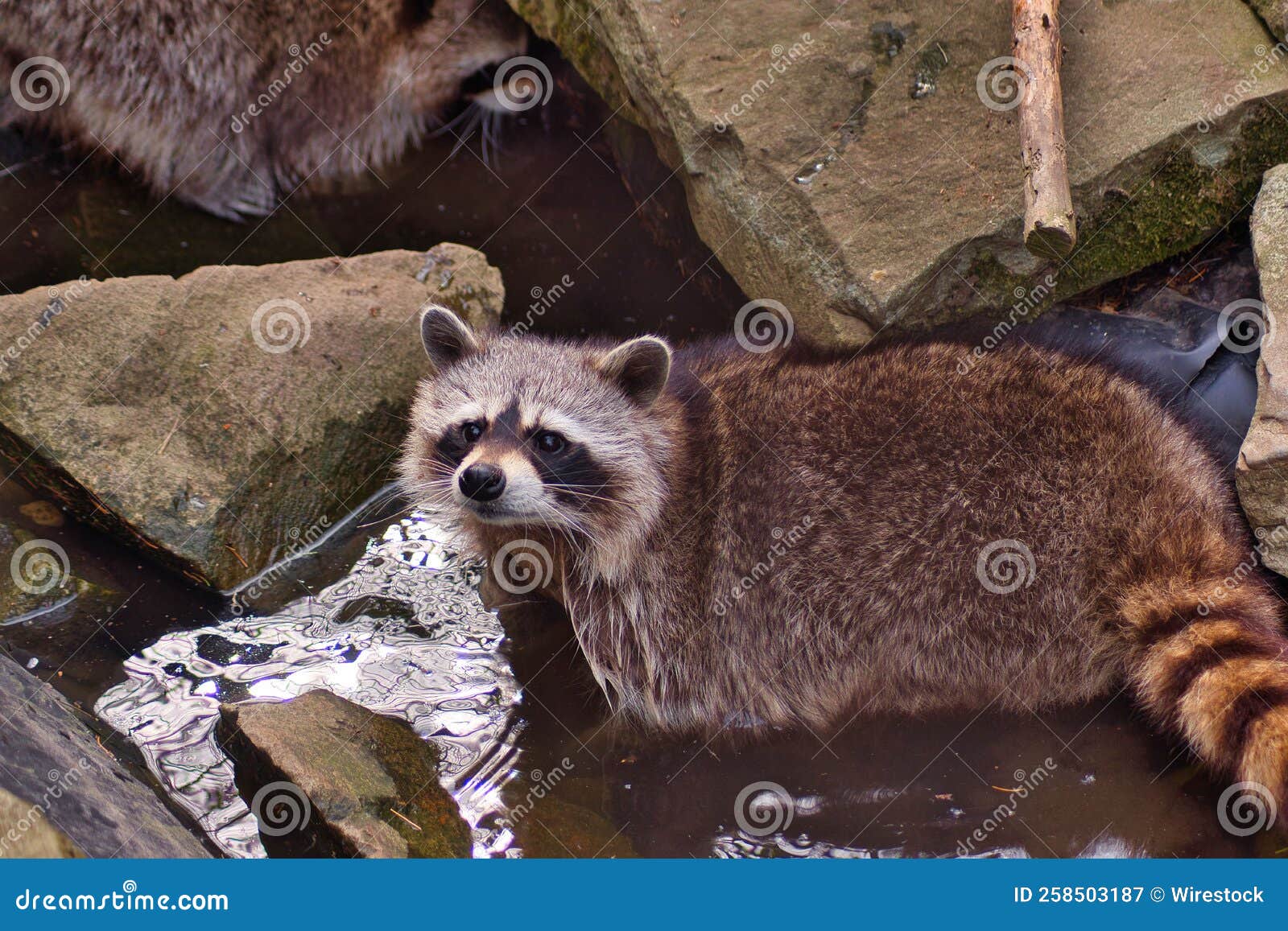 Closeup of a Raccoon in Dirty Water with Rocks Stock Image - Image of ...