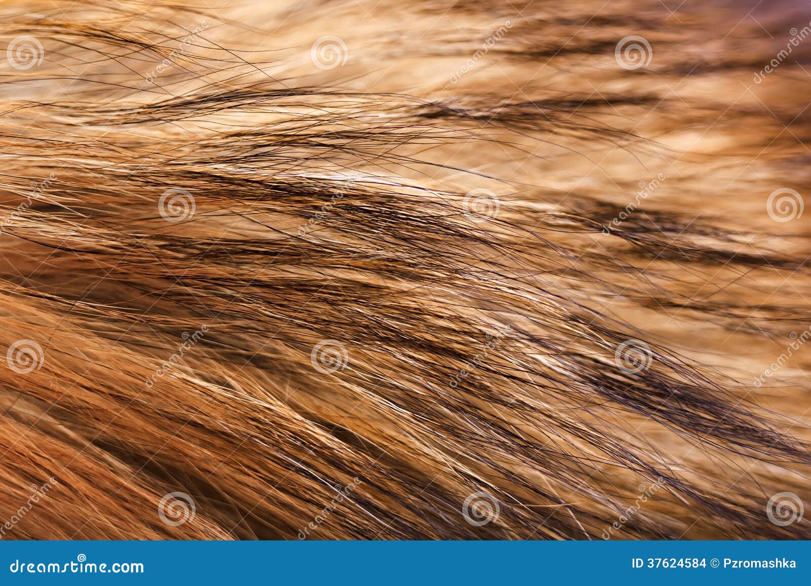 Closeup Raccoon Fur. Macro. Horizontal Stock Photo - Image of color ...