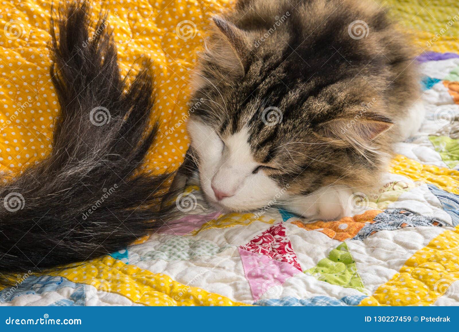 Ragdoll Cat Sleeping Under Yellow Quilt Cover Stock Image - Image of ...
