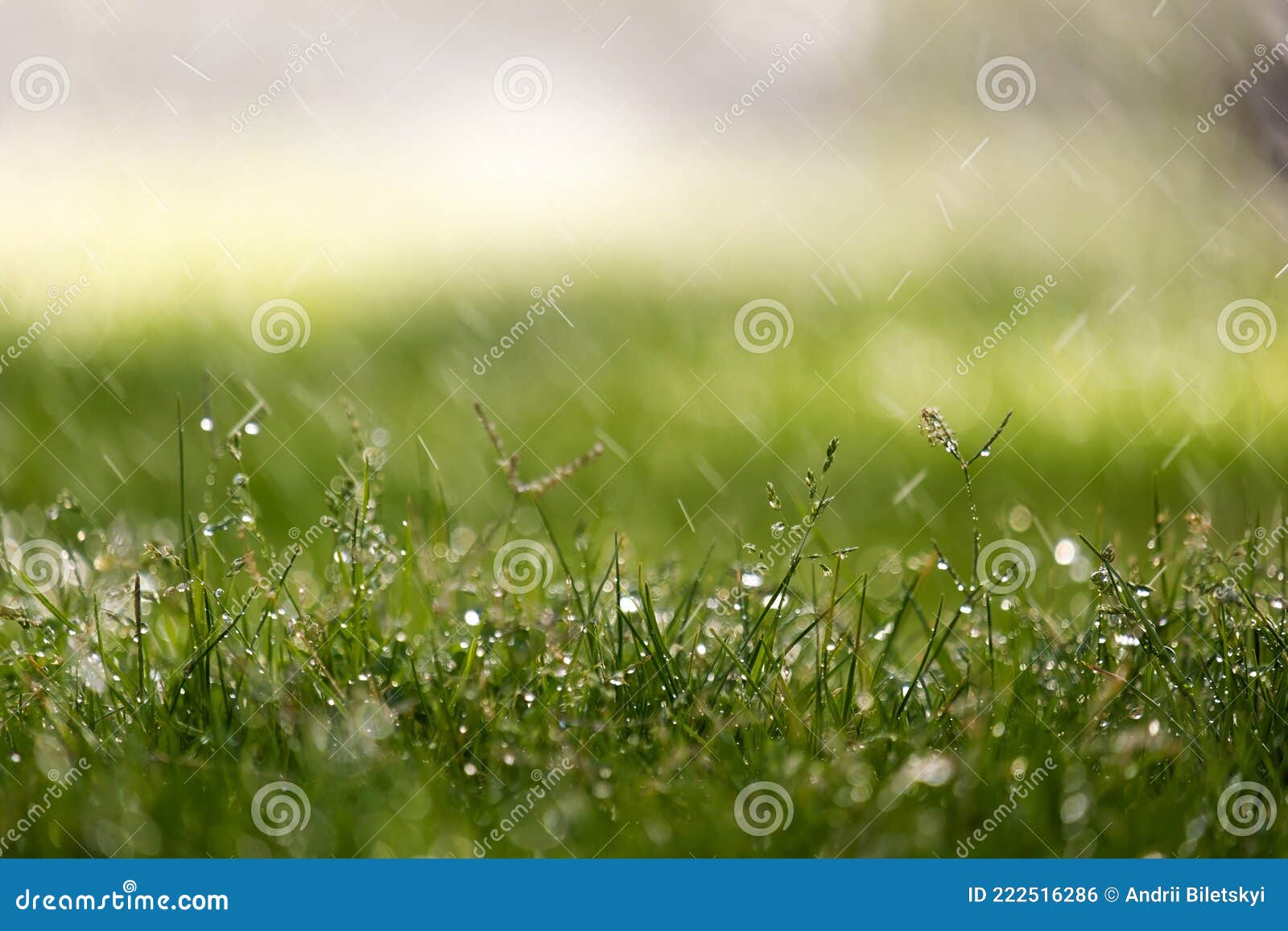 Closeup of Rain Droplets Falling Down on Green Grass in Summer Stock ...
