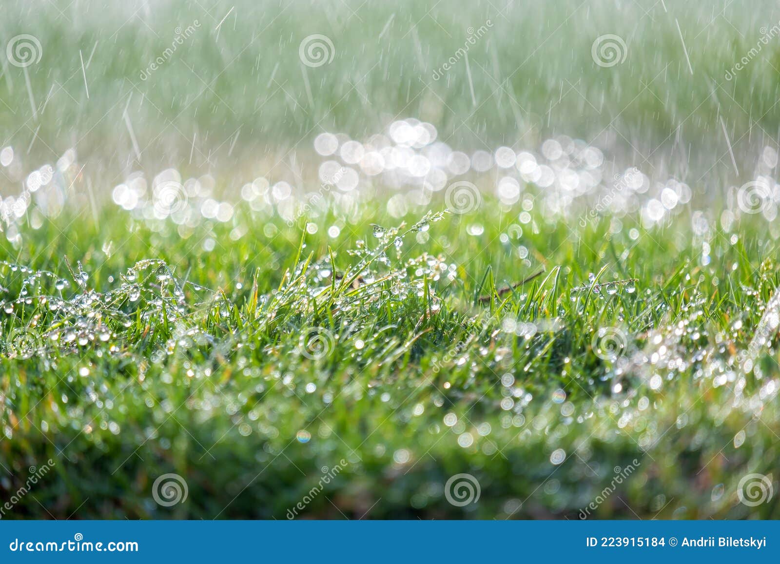 Rain Falling On Grass